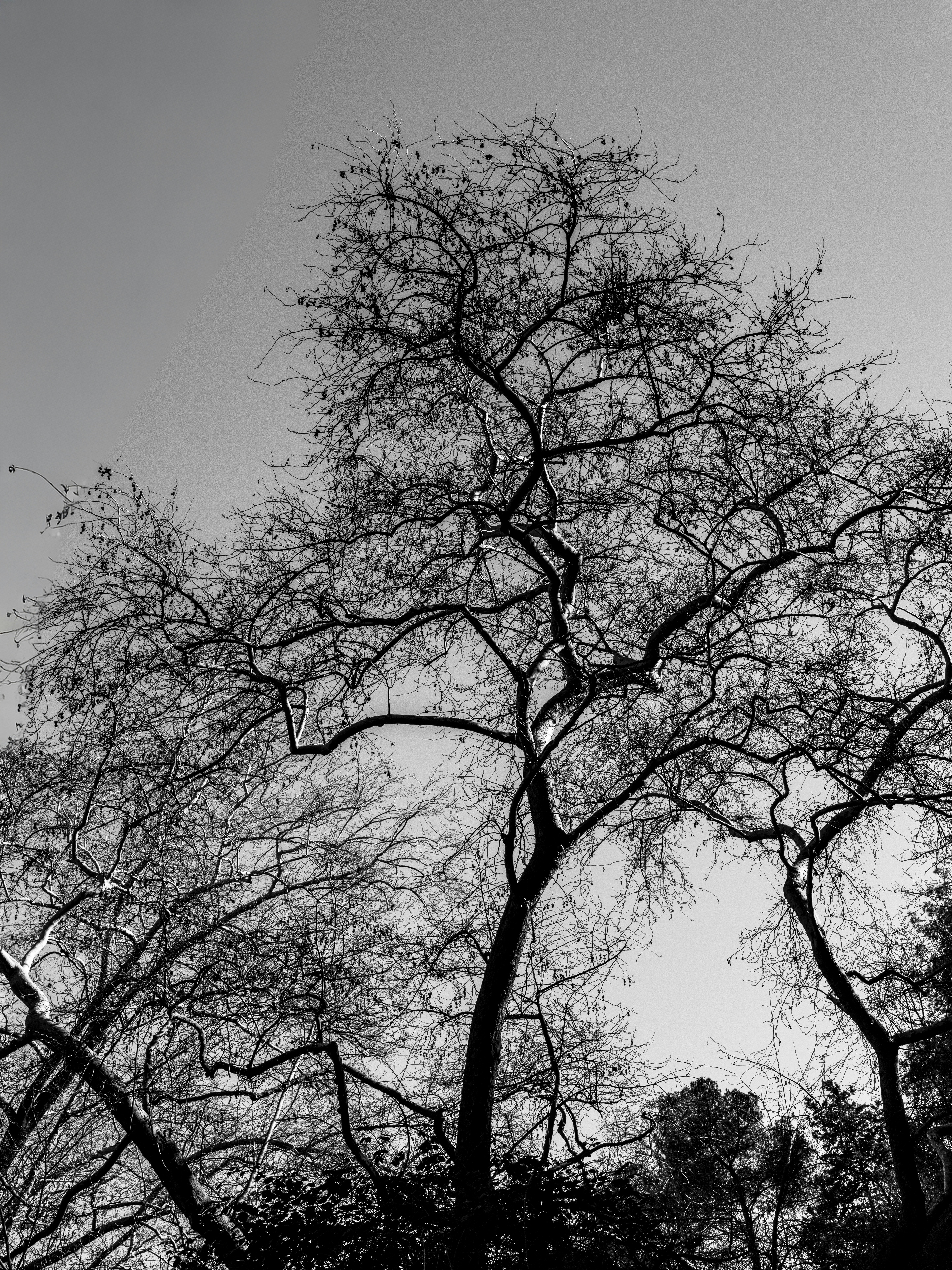 A Bare-branched Sentinel Reaching Toward Winter Sky