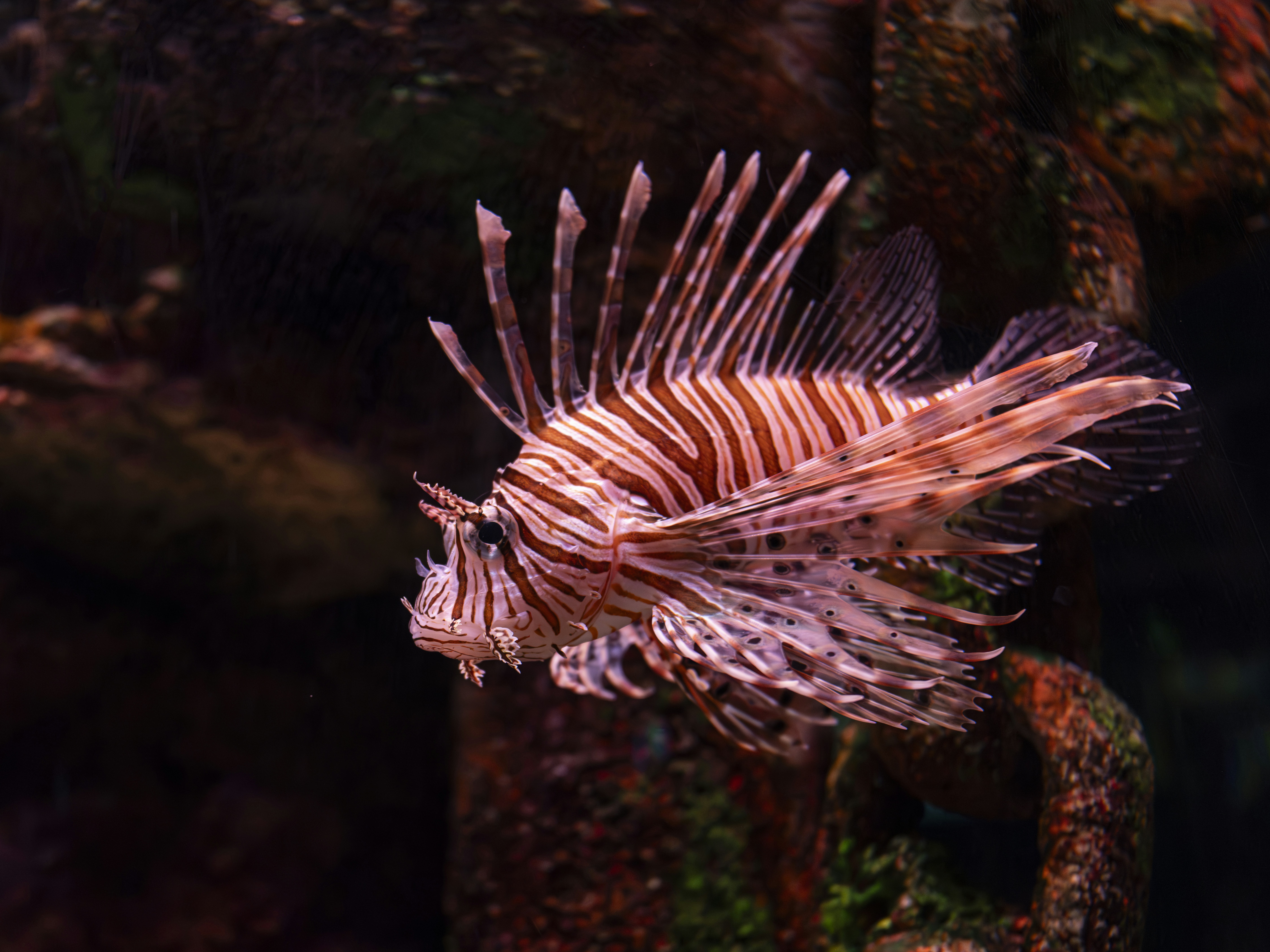 Striking Lionfish in Coral-Gloom