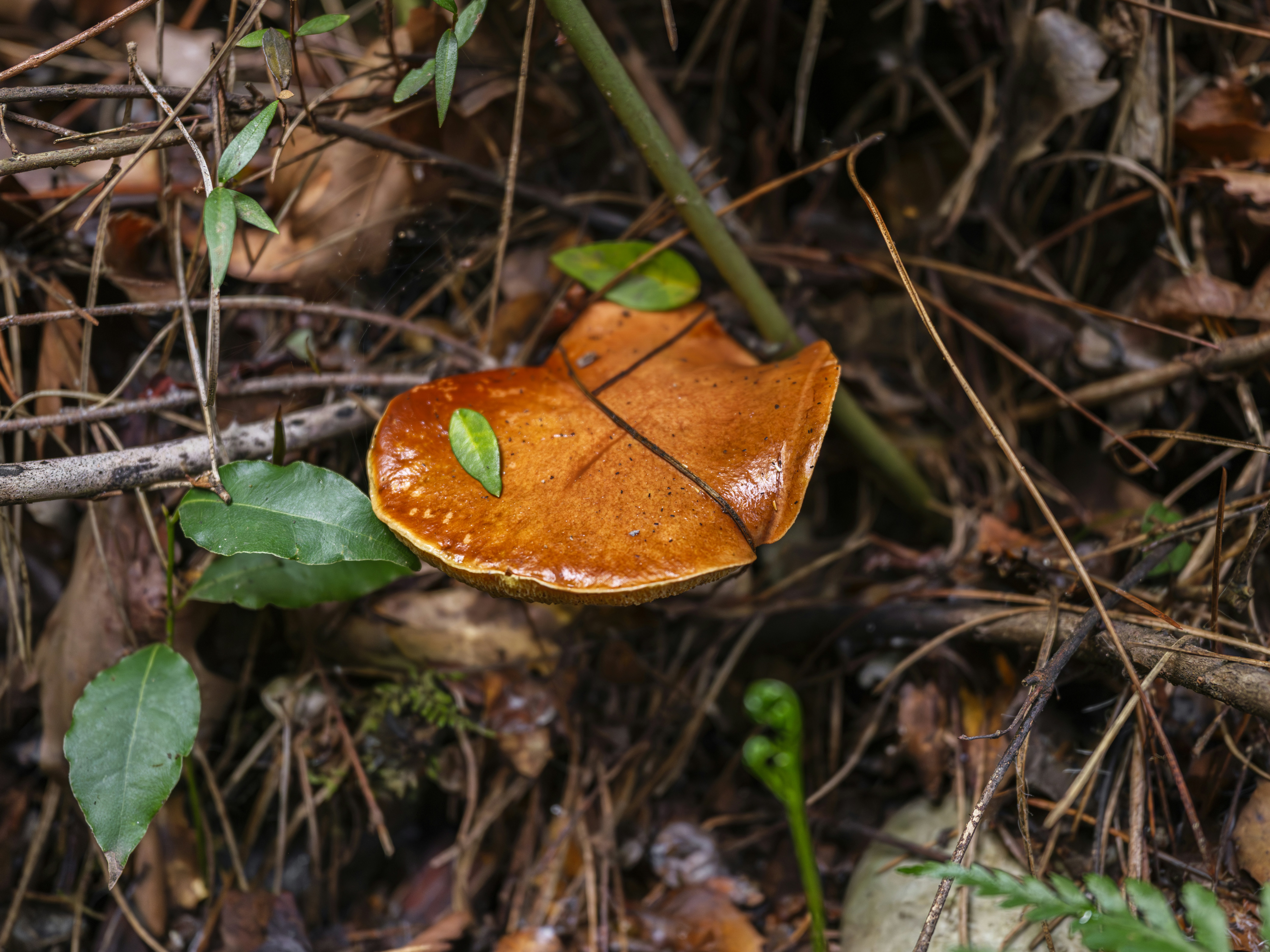 Amber Cap in the Underbrush: a solitary shelf mushroom glows among twigs