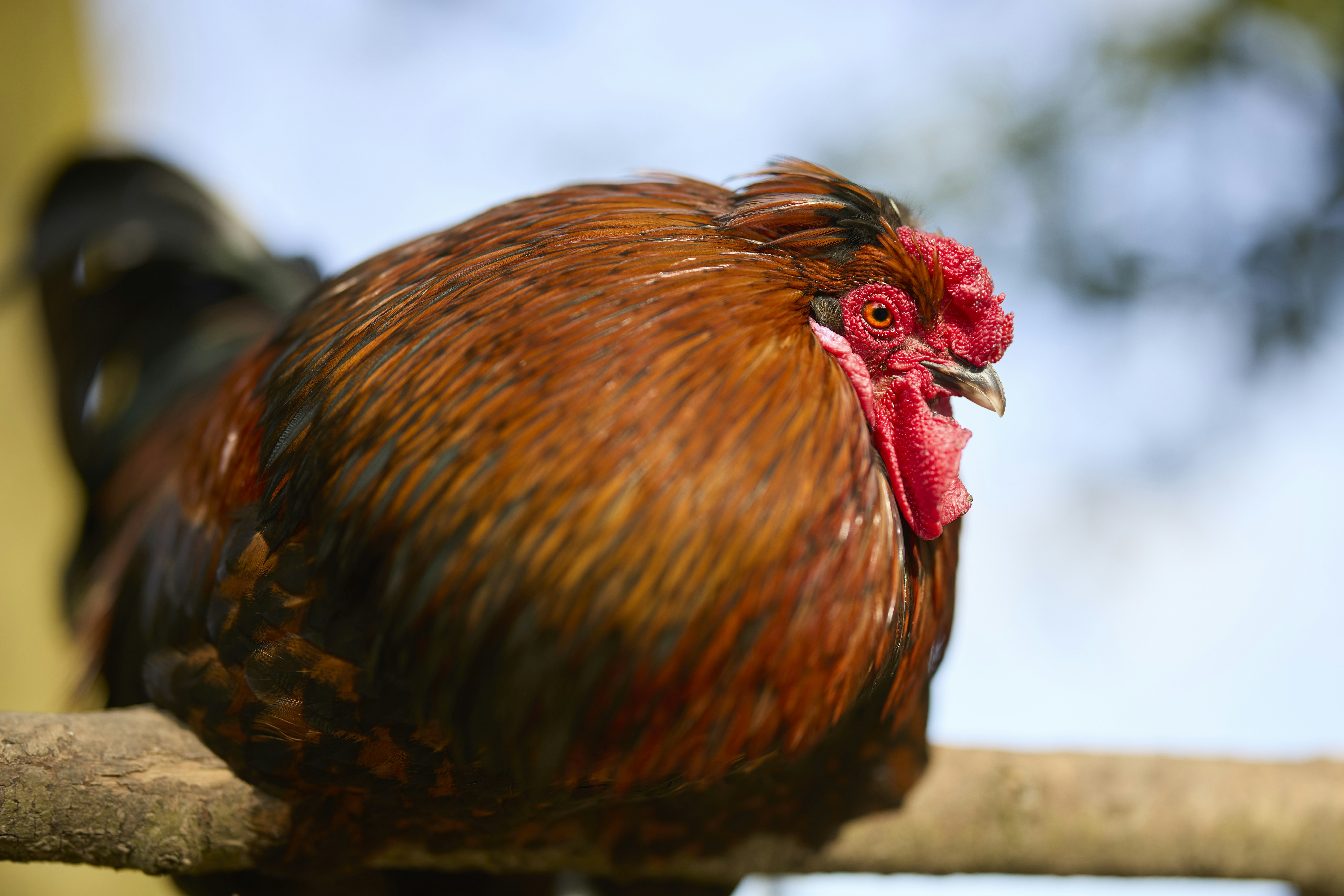 Red Crest in Focus: A Close-Up of a Roosting Hen
