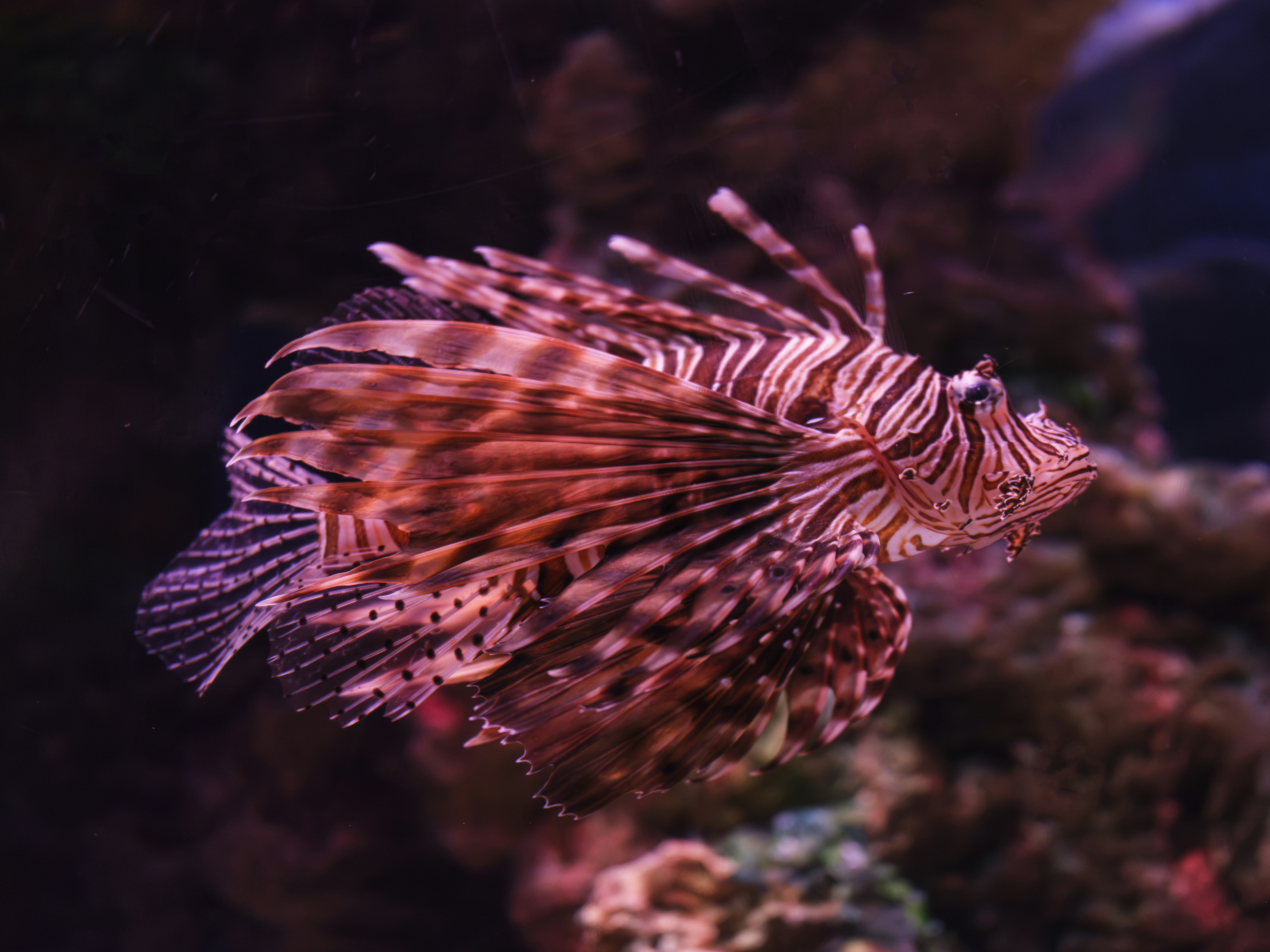 Crimson Stripes in Motion: A Lionfish Glide