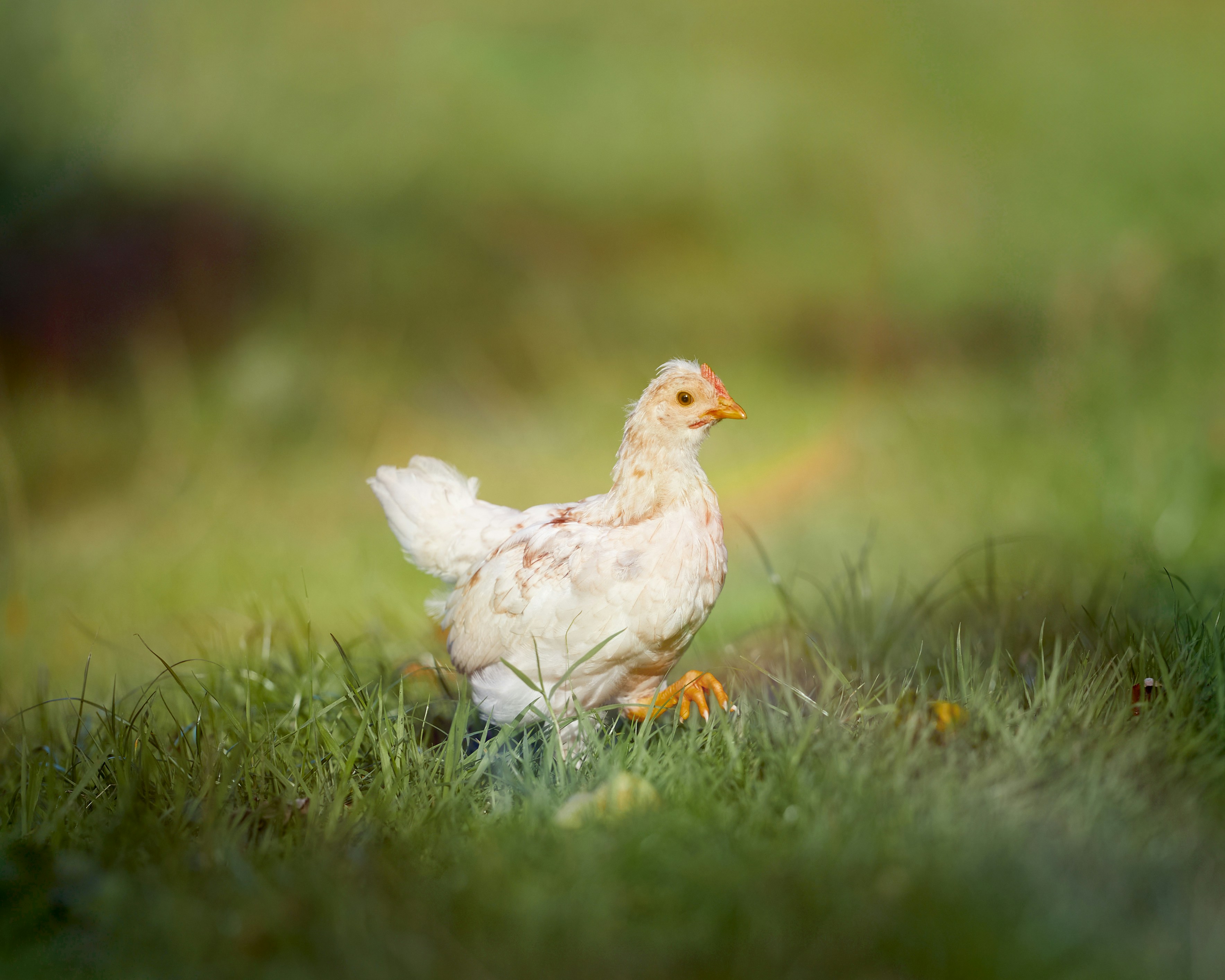 Pasture Scout: A Curious Chick in Soft Morning Light