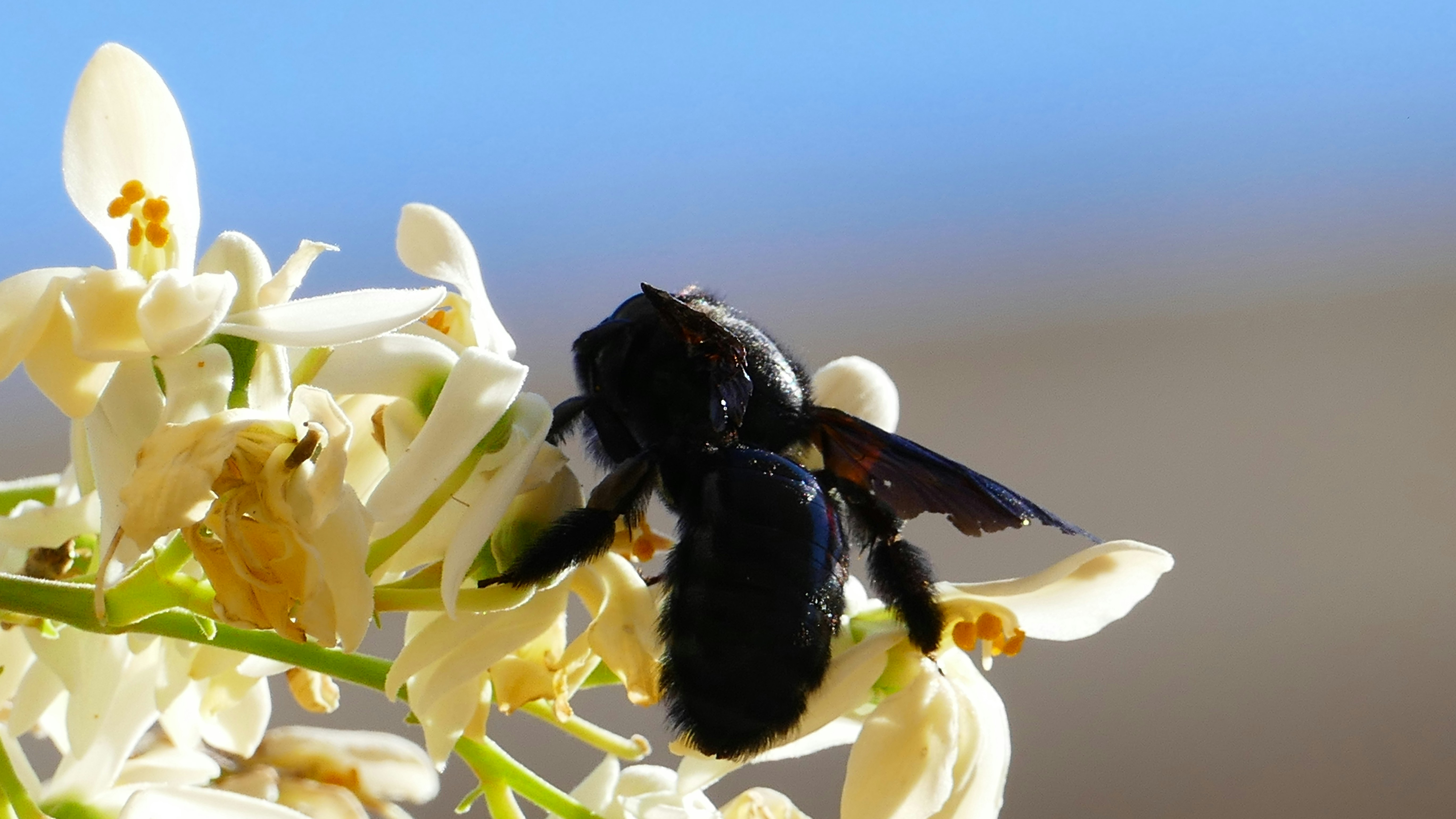 Hopper in the White Blossom: A Close-Up of a Bumblebee at Balance