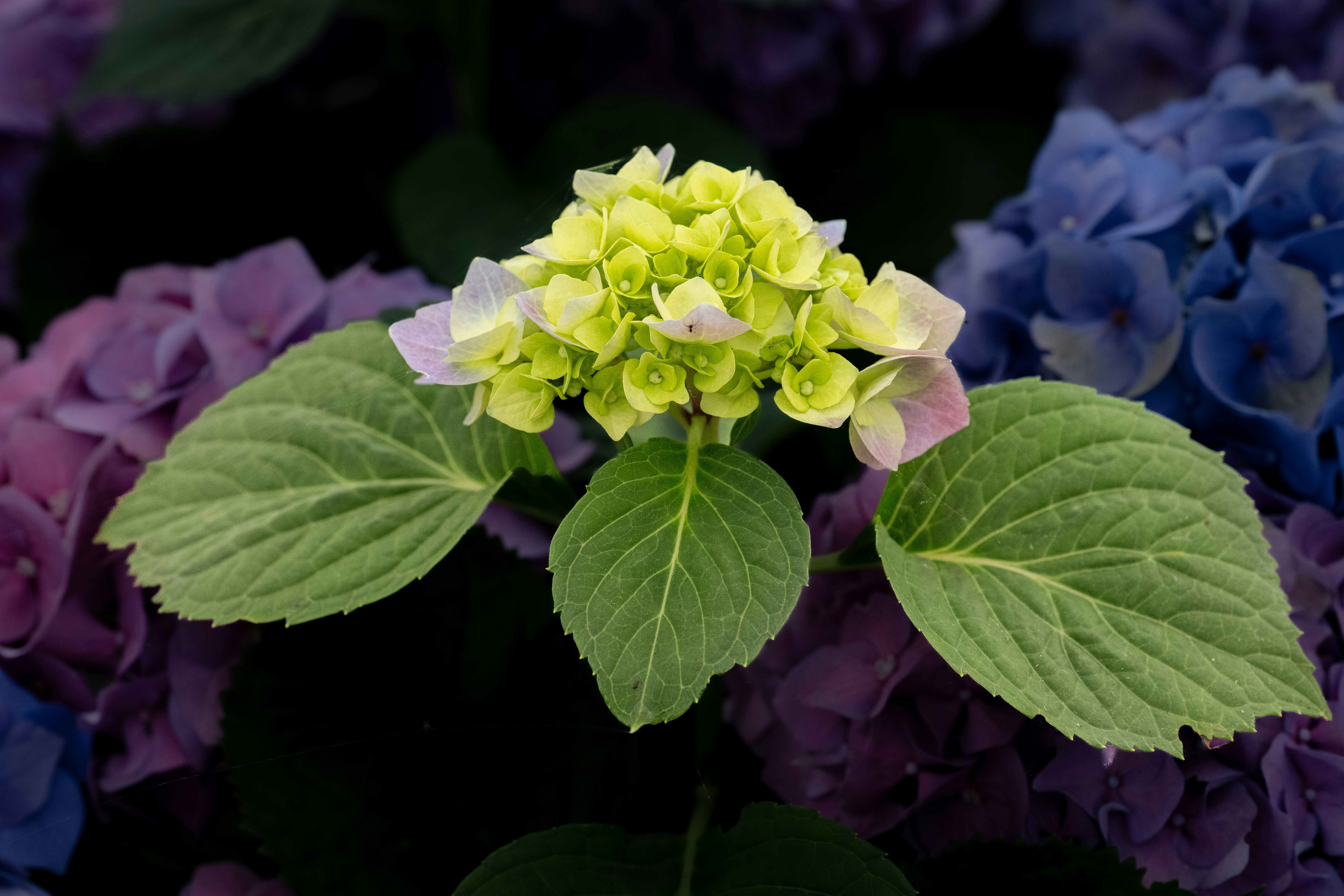 Pastel Hydrangea Crown: Soft Bloom at Center Stage