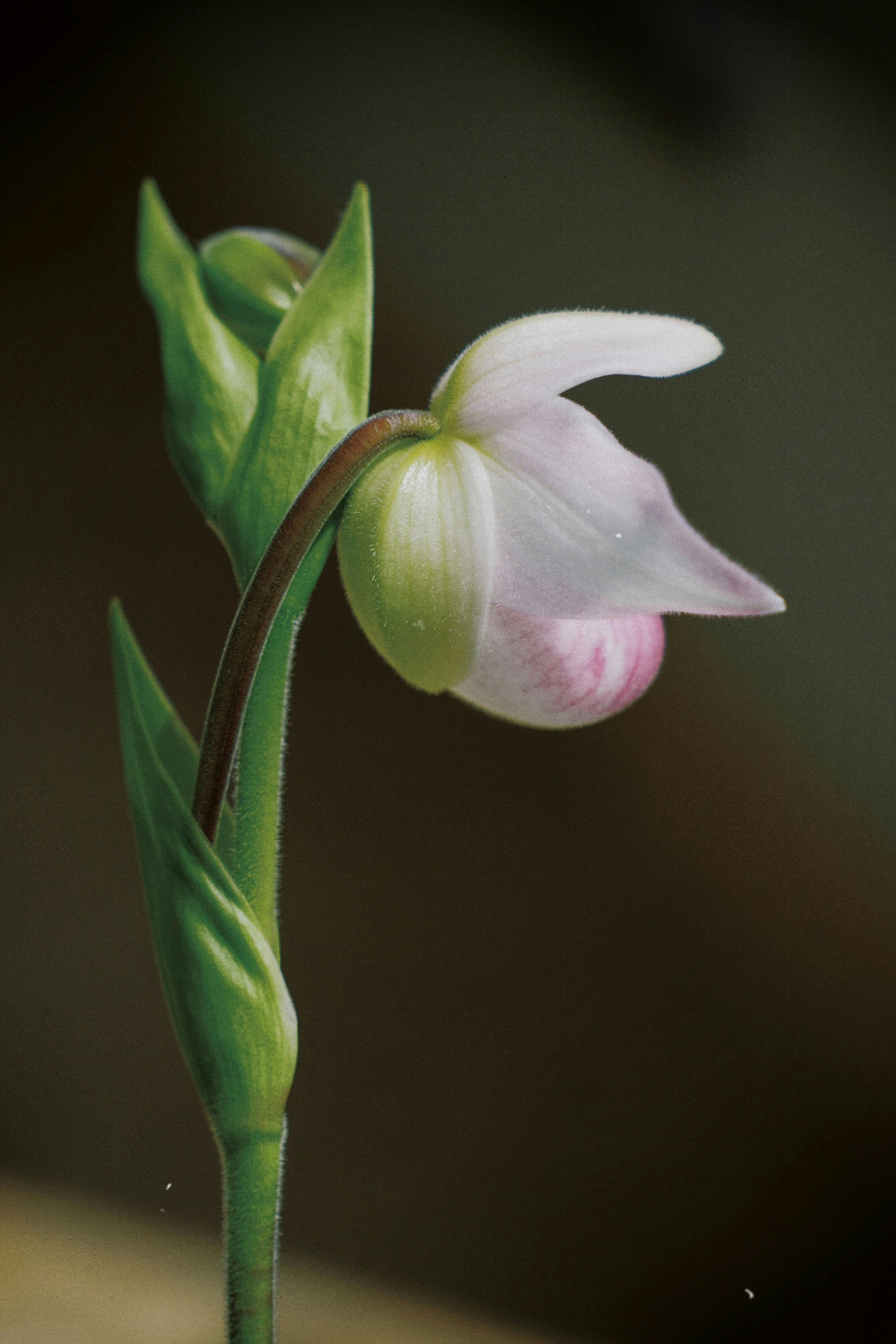 Pale pink orchid bud curves along a green stem with surrounding leaves against a dark, blurred background. This is a close-up focus on the flower bud and its slender stem.