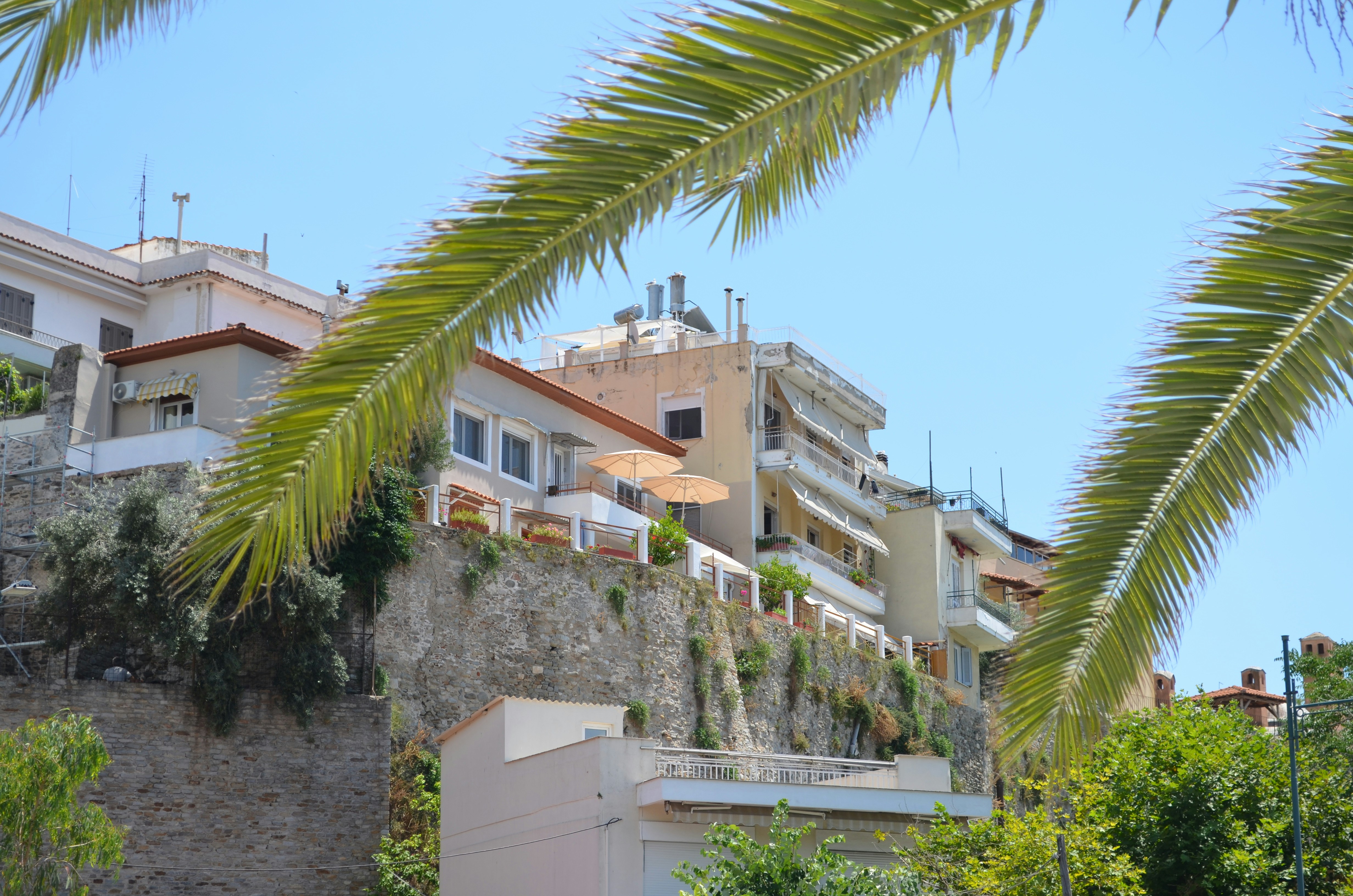 Coastal Terrace—Palm Fronds Framing Sunny Mediterranean Homes