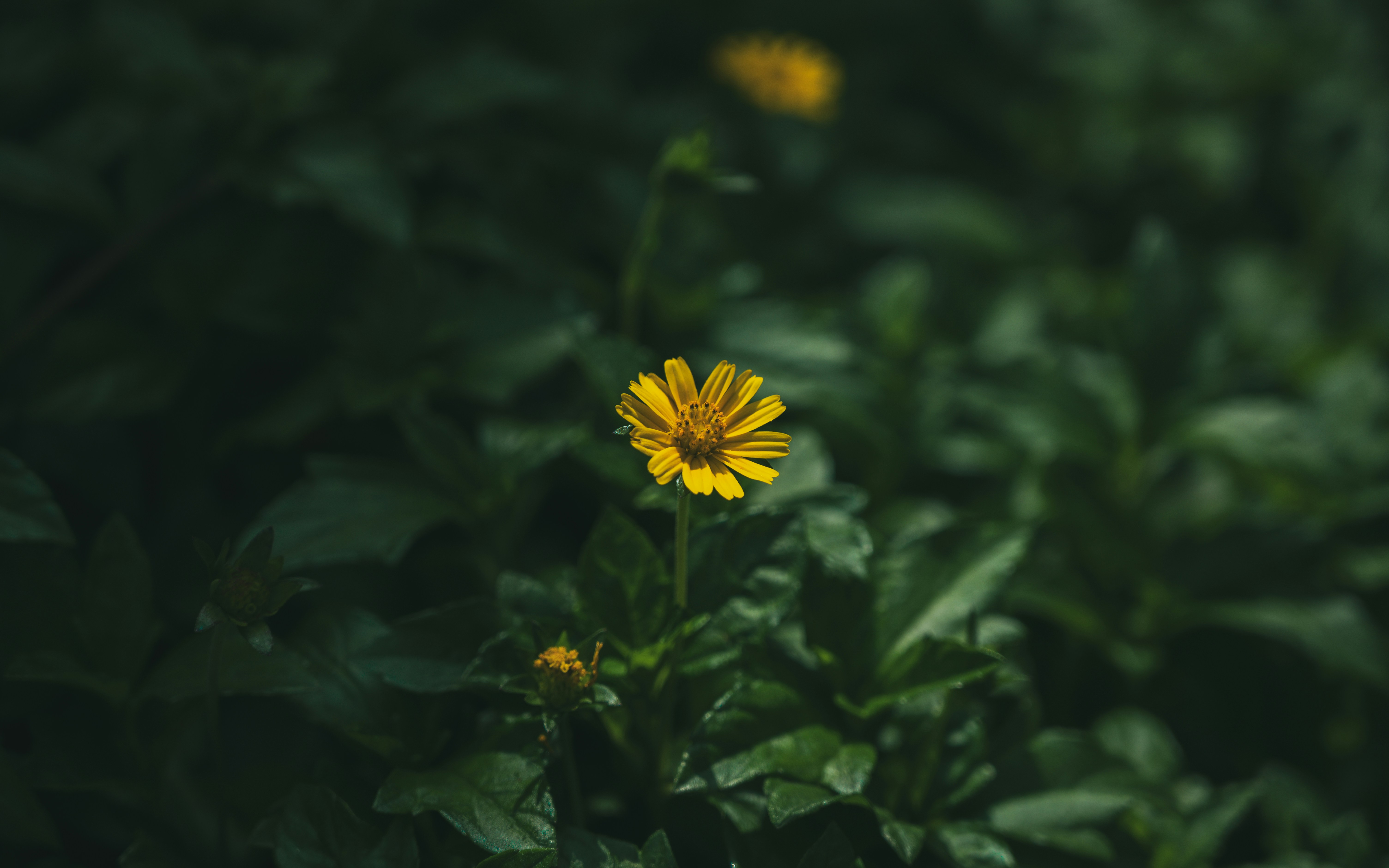 Golden Bloom in the Velvet Green