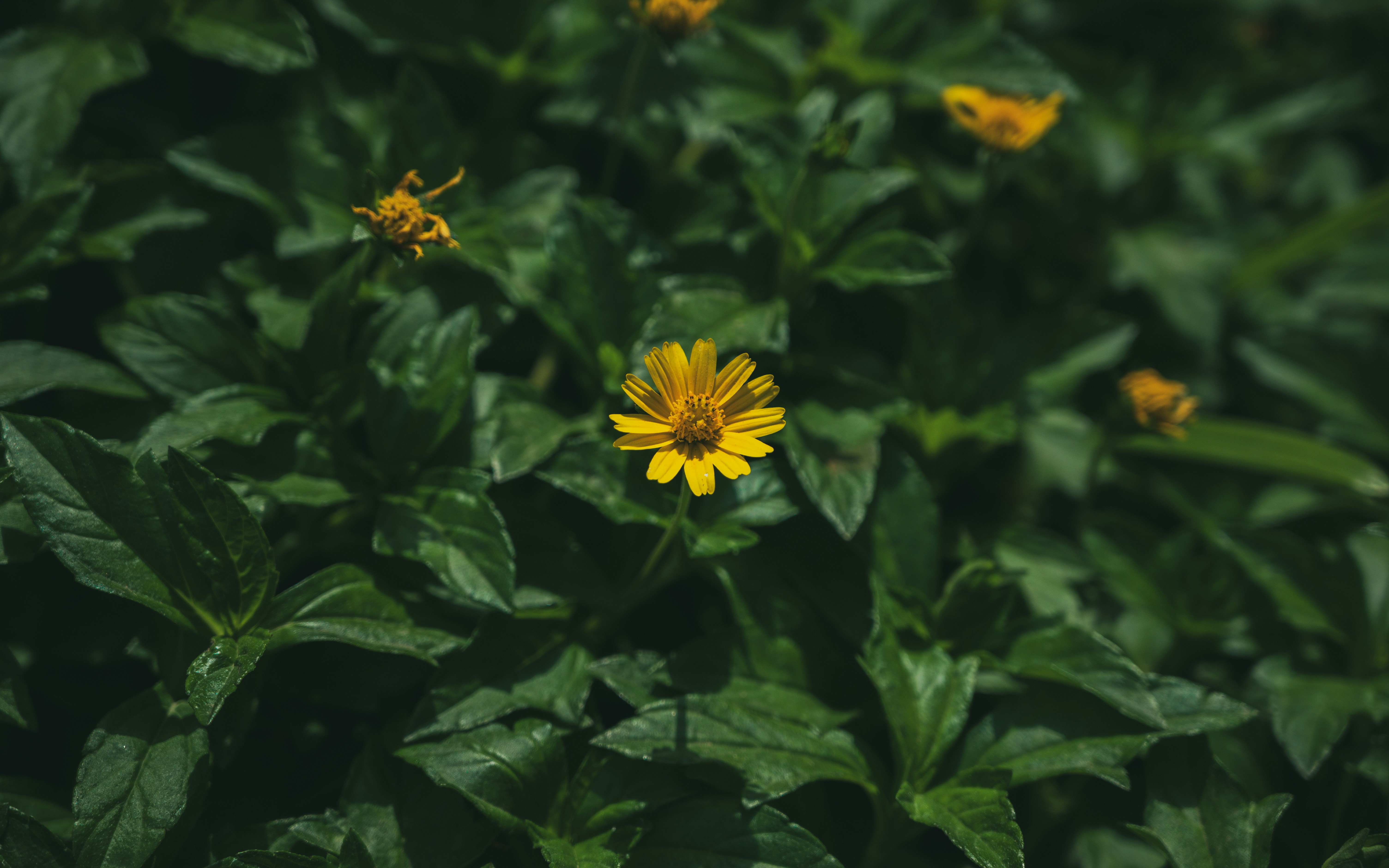 Golden Blossom in a Quiet Green Quietude