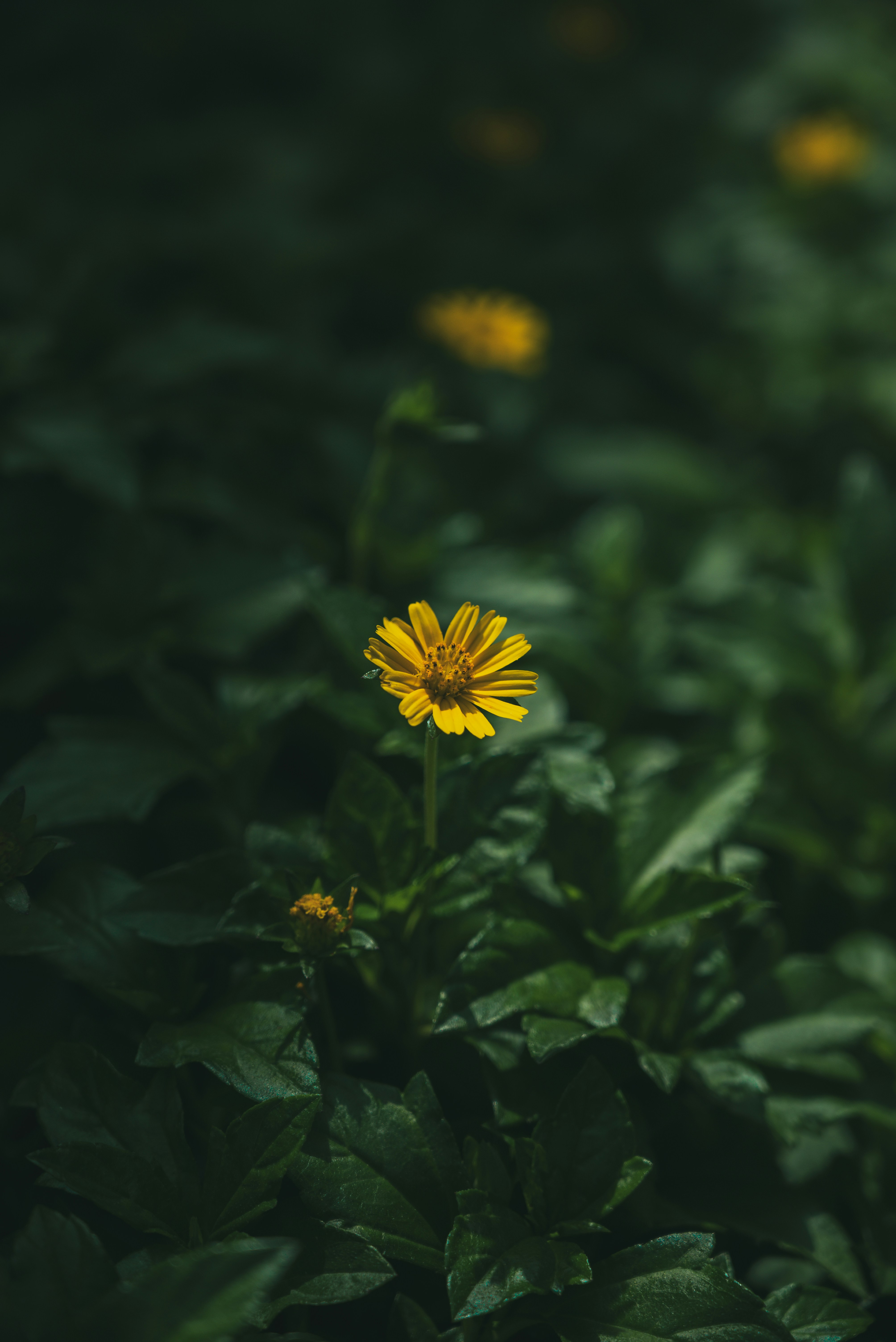 Tiny Sunburst Among Leaves