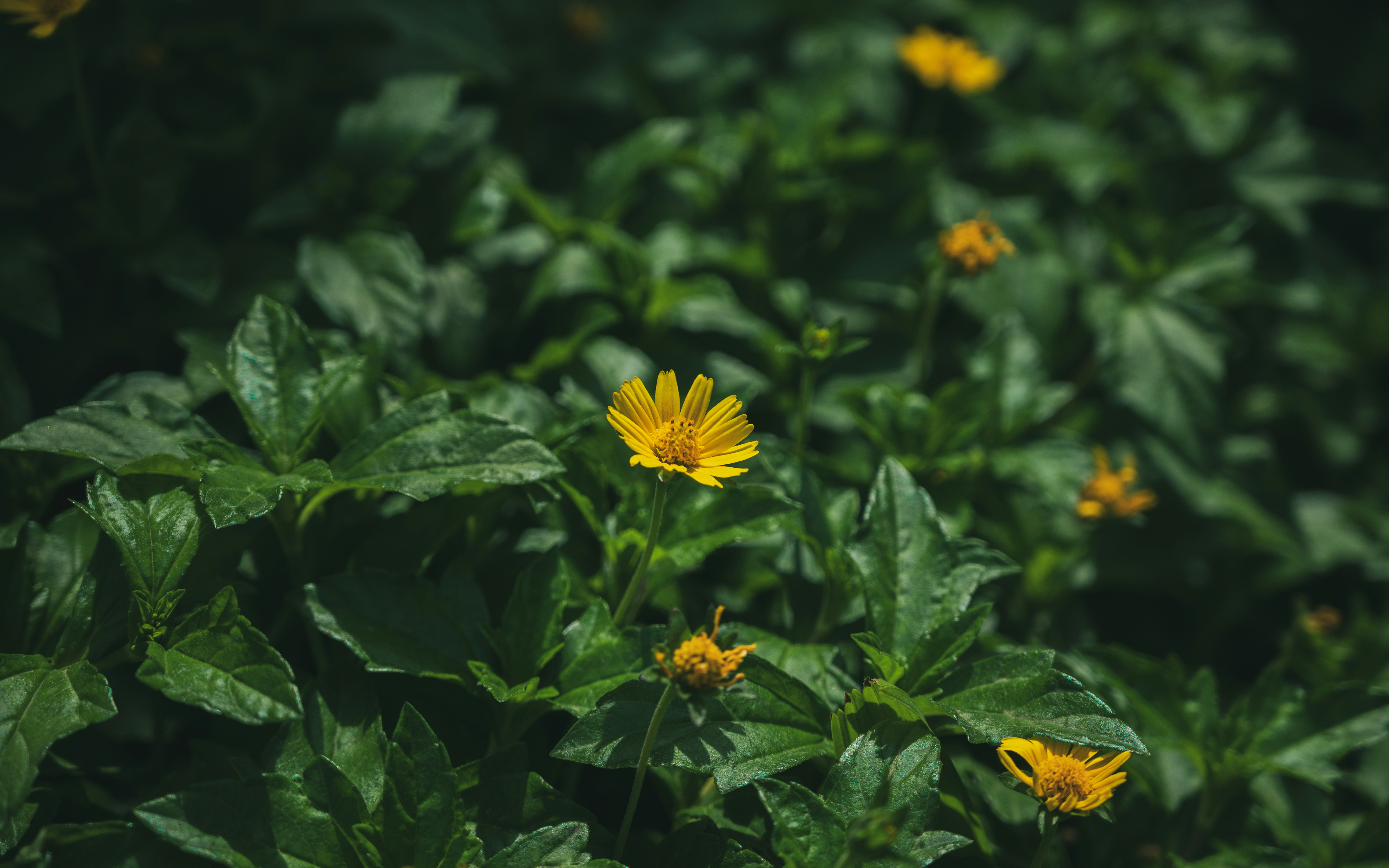 Golden Bloom in a Quiet Green Understory