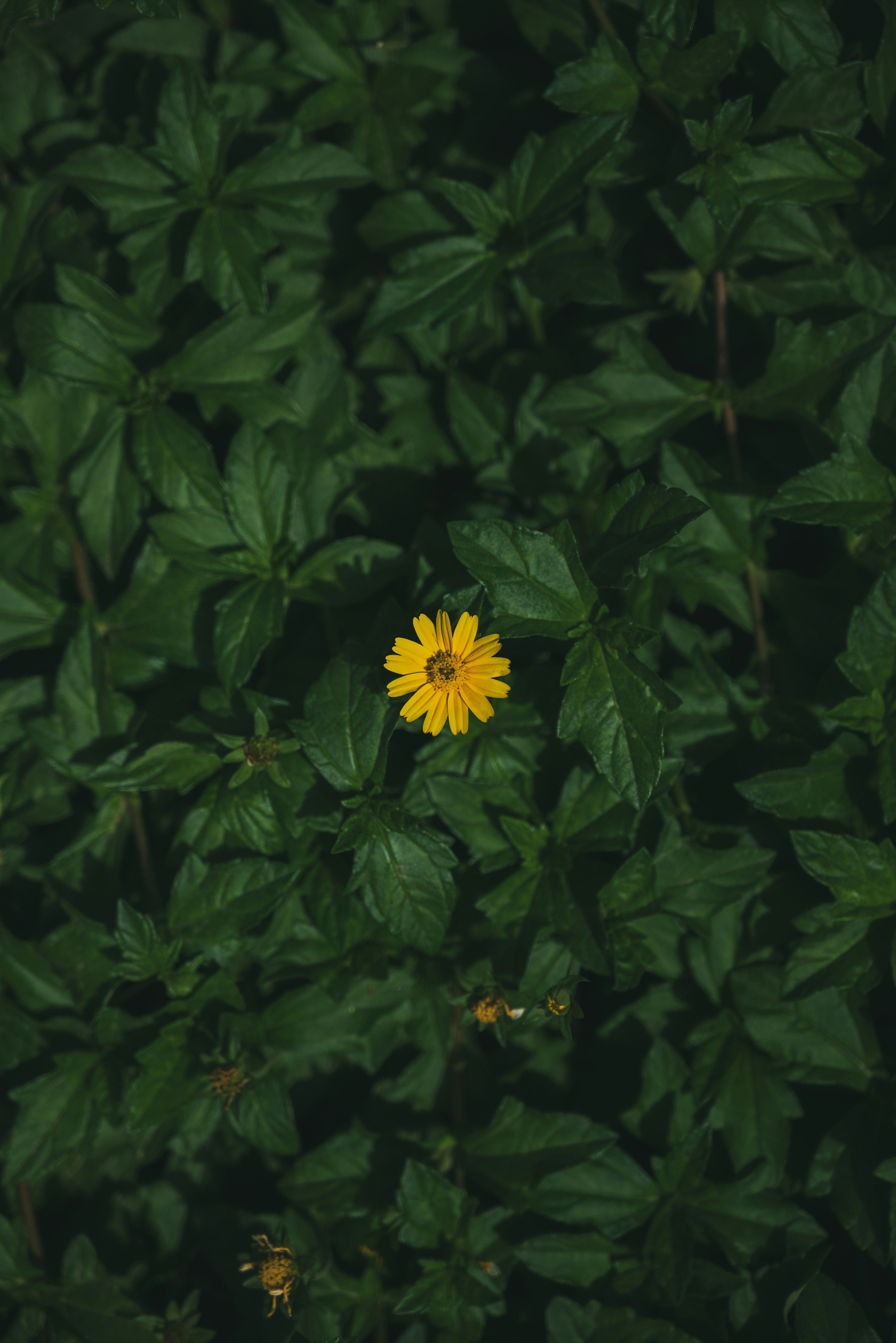 Single Sunflower-like Yellow Bloom Amid Dense Greenery