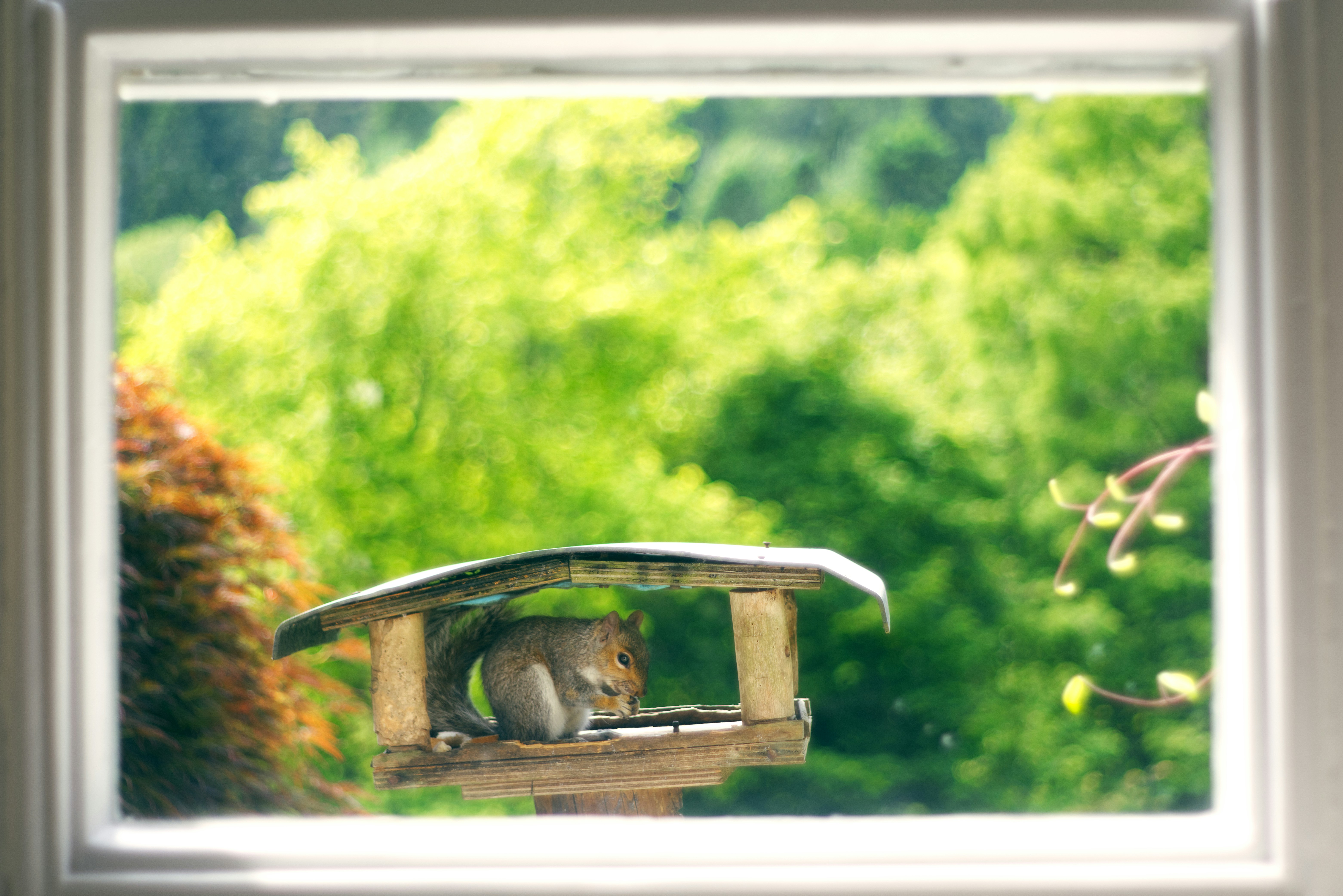 Squirrel perched on a wooden bird feeder outside a bright green garden, viewed through a window frame. A subtle bokeh of foliage sets the scene.
