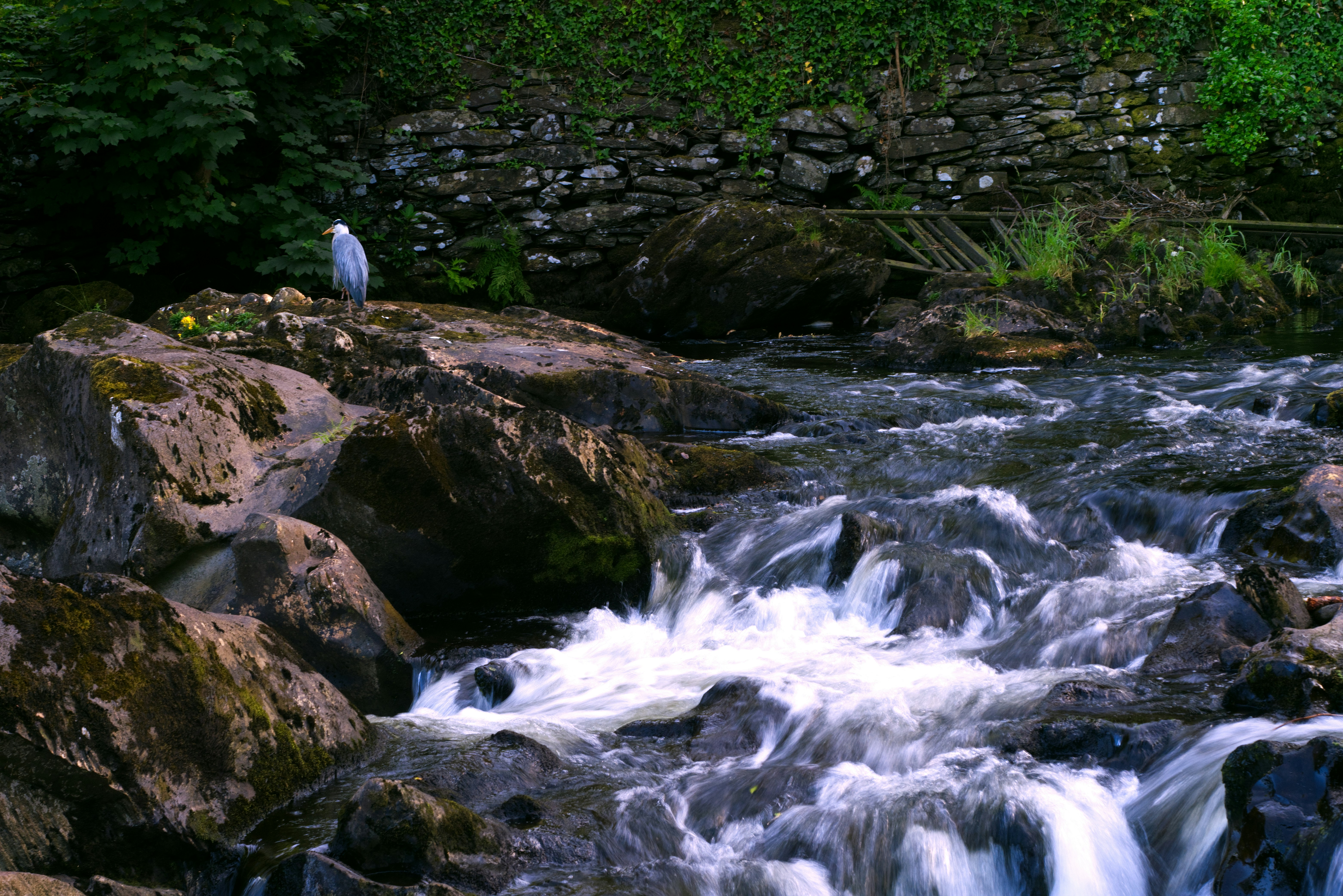 Rushing Stream at the Edge of the Tamed Forest