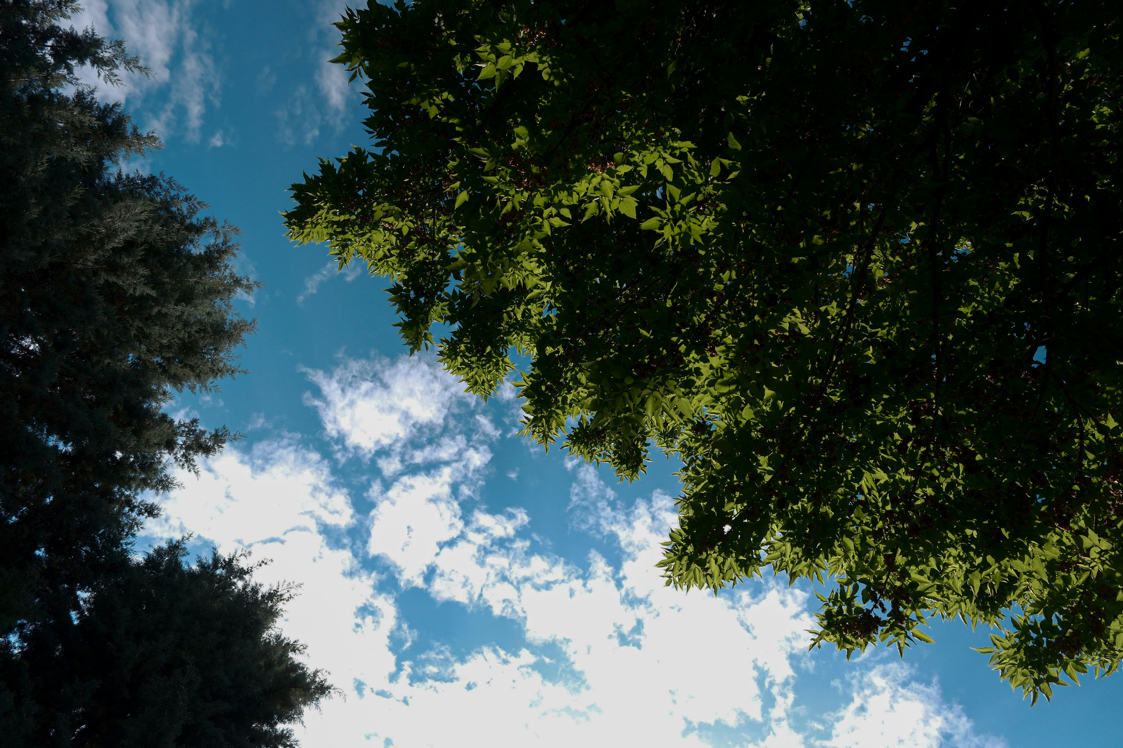 Canopy and Sky Fragment: Dappled Light Through Branches