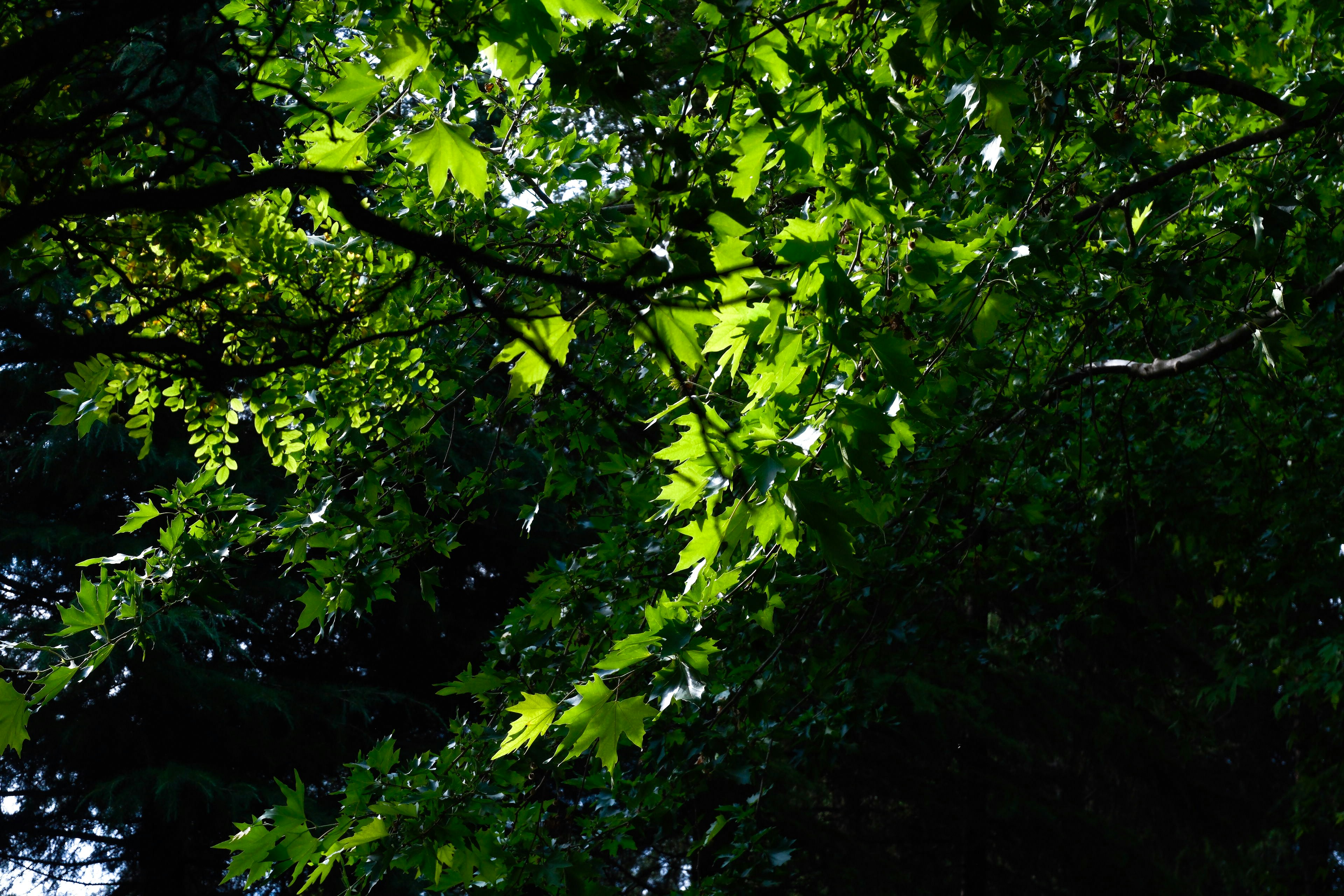Sunlit Green Canopy: Fronds of Light in a Dappled Arbor