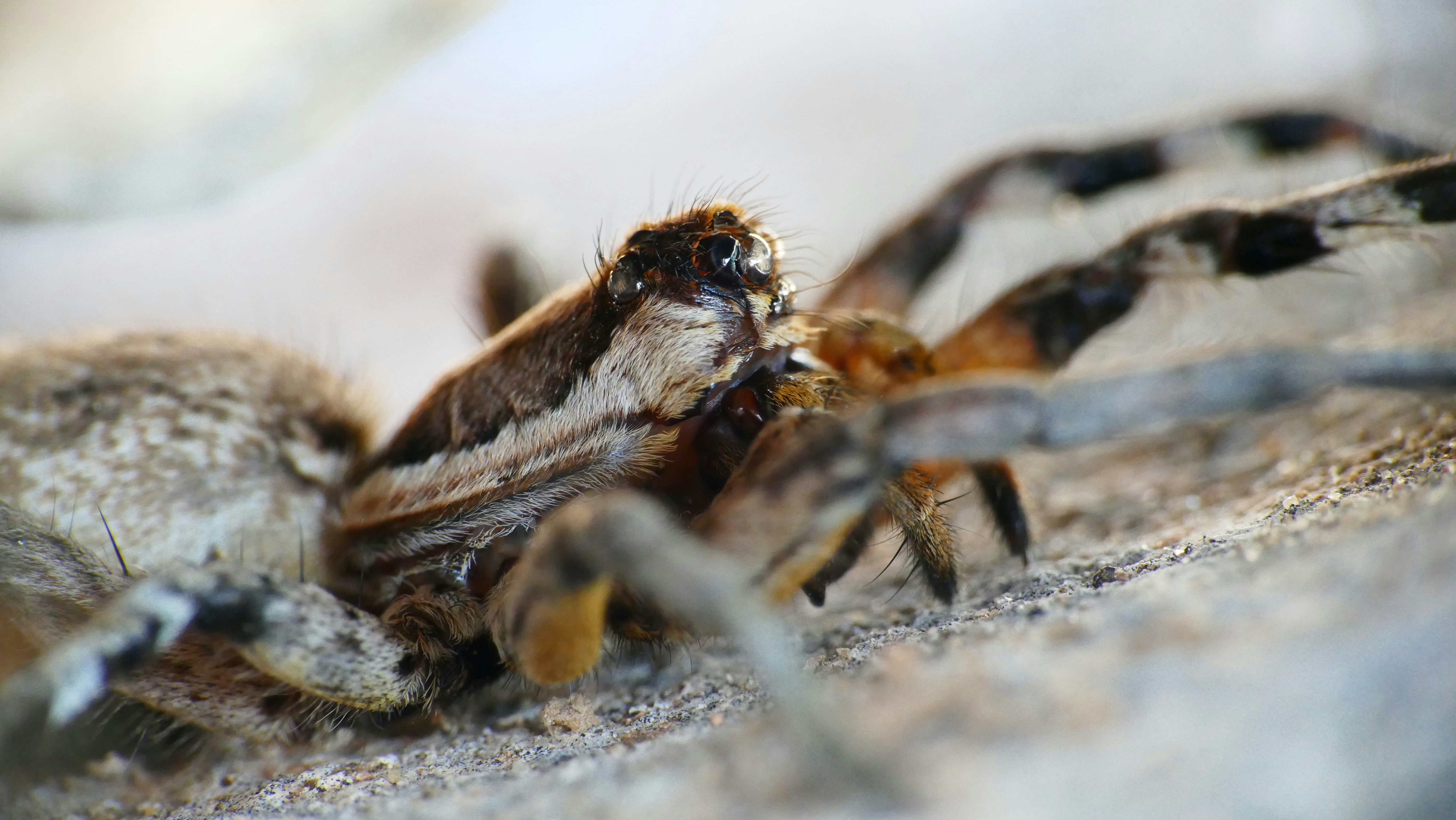 Close-up on a jumping spider’s face amid sandy debris