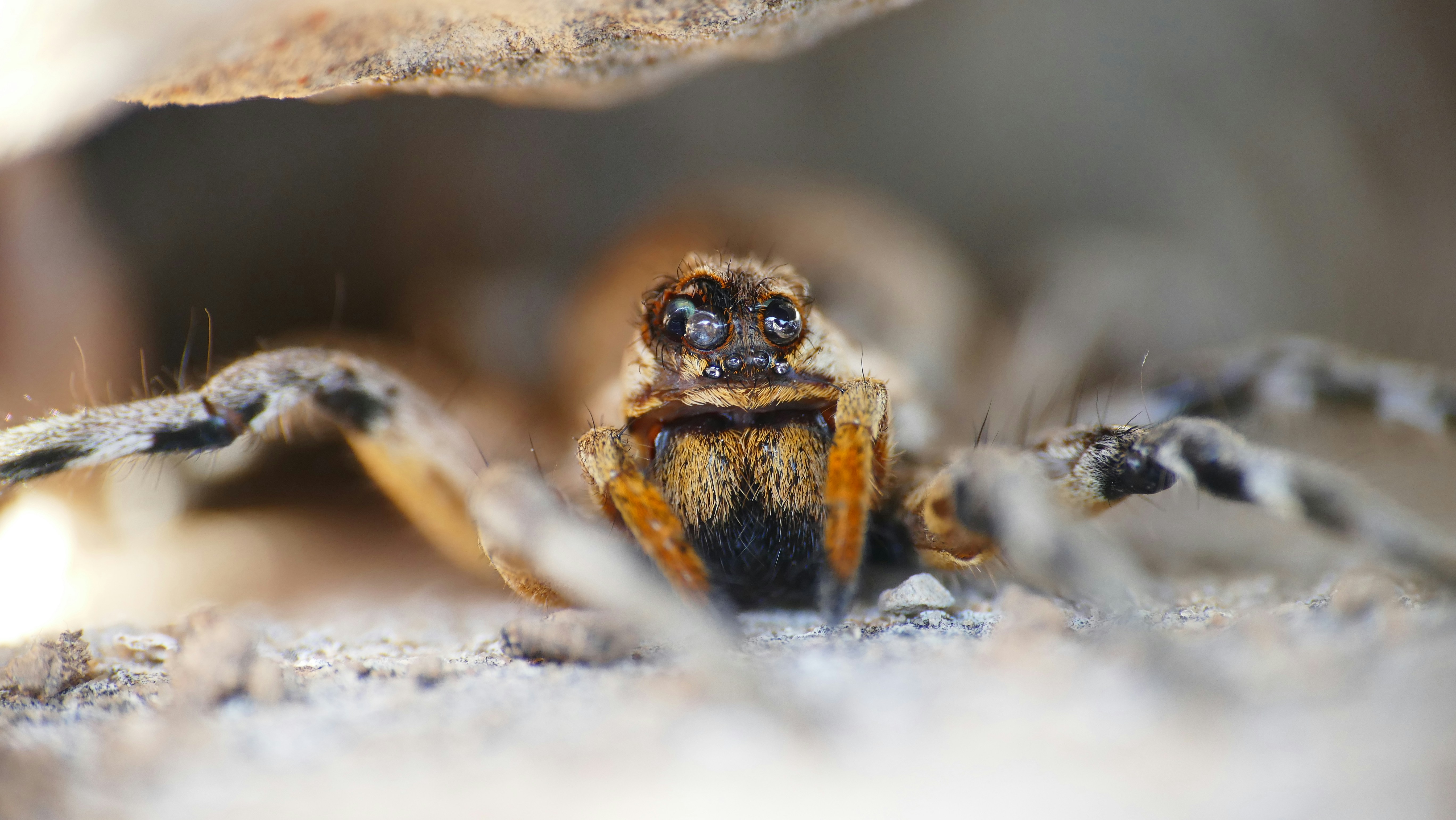 Bottom-Opening Eye of the Wanderer: A Jumping Jumping Spider in a Ground-Cave