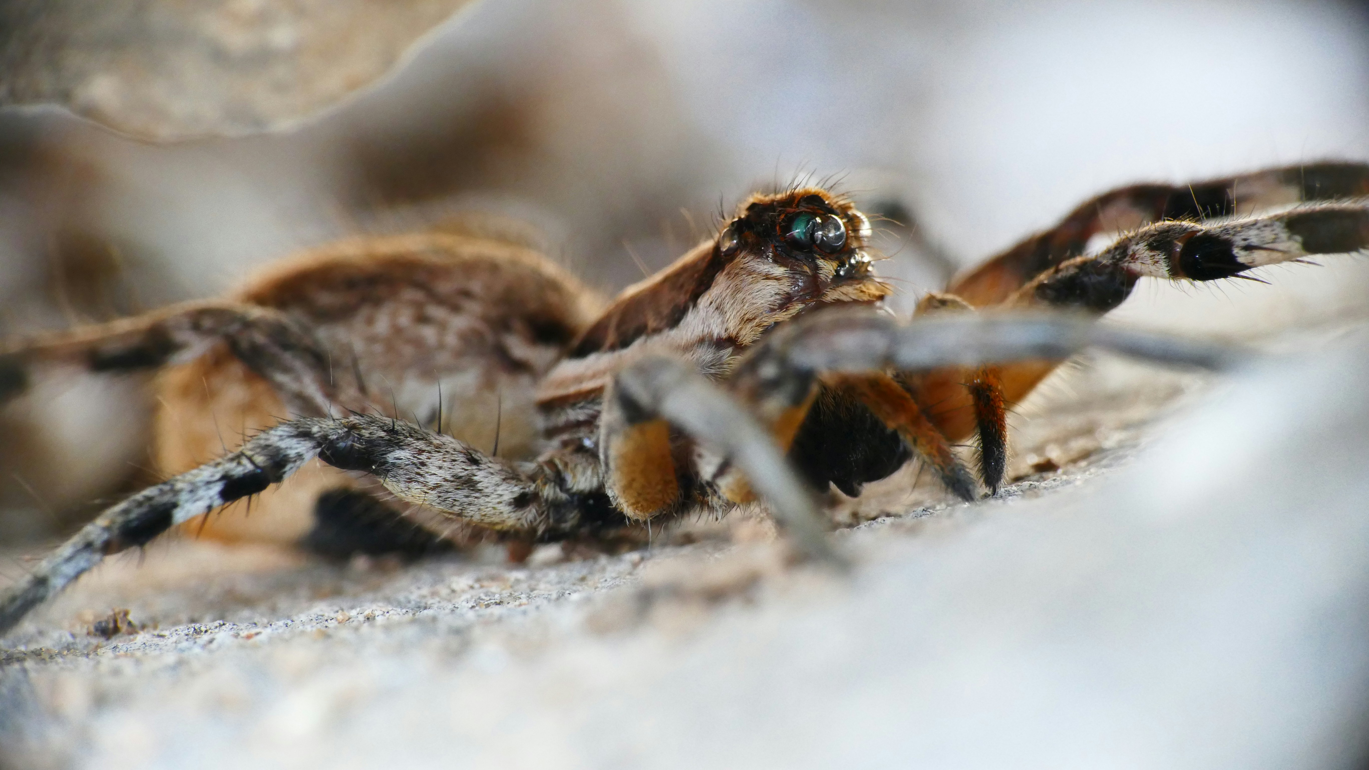 Narrow-eyed Predator in Macro Sandscape