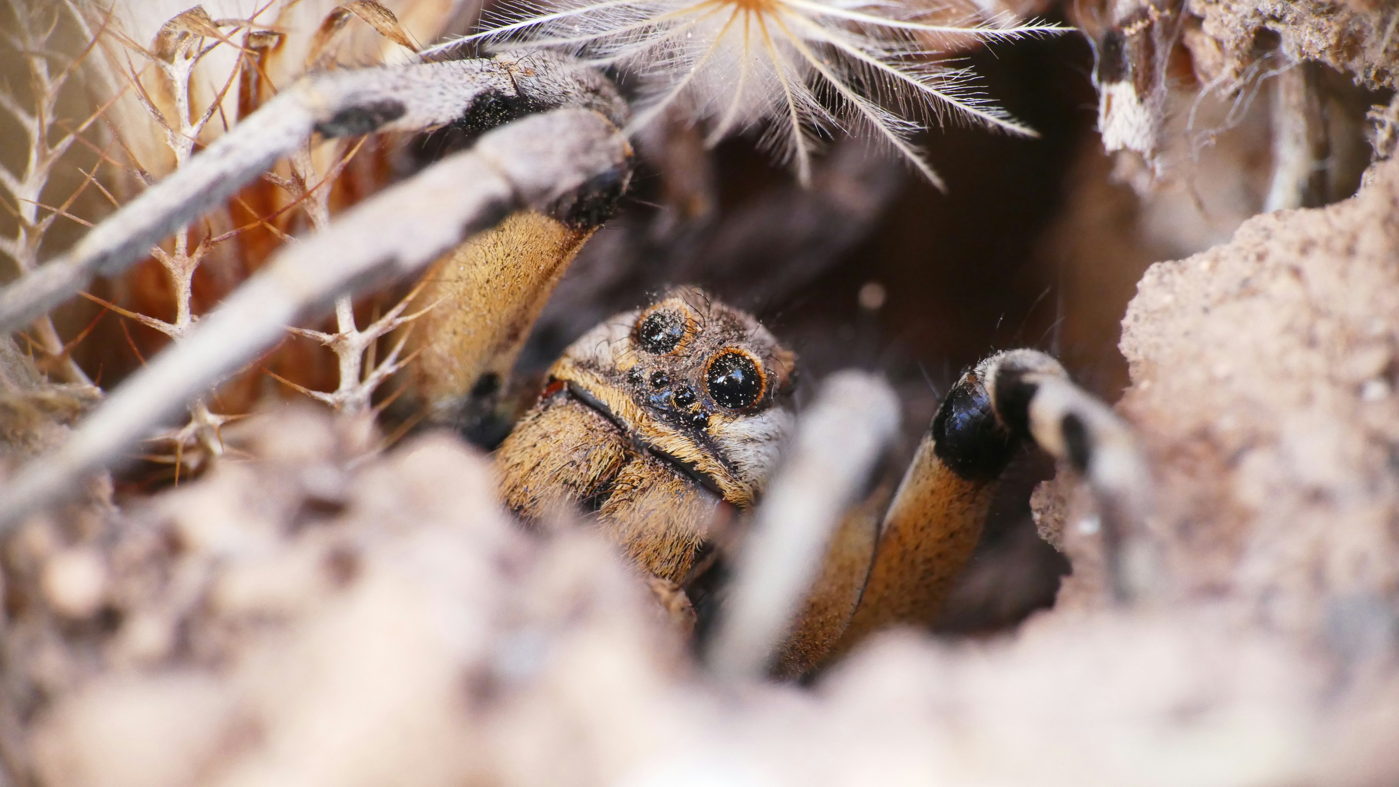 Hidden Eye: A Beetle’s Quiet Gaze Beneath the Sand