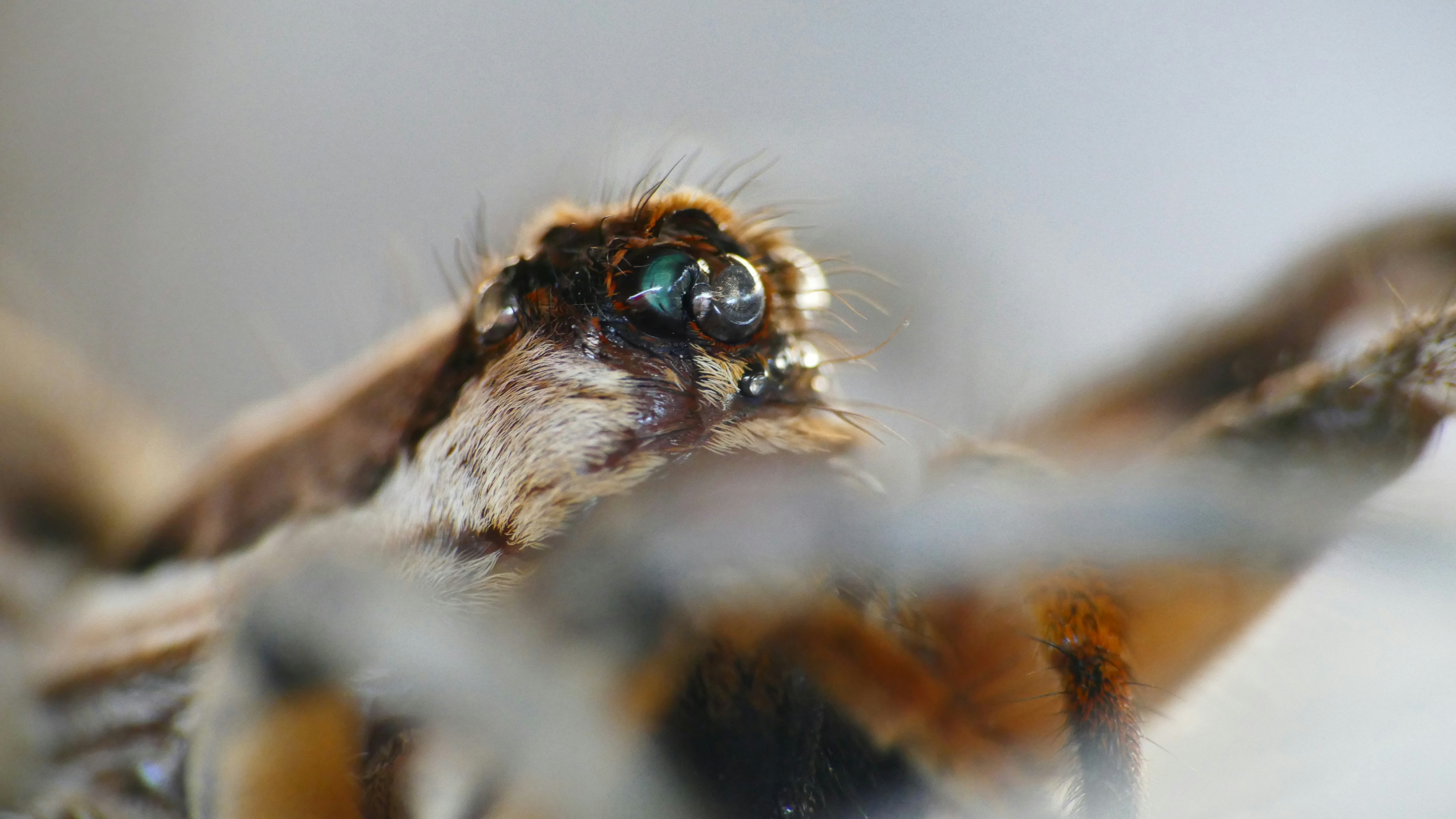 Macro gaze: a bee’s eye view through a blurred veil