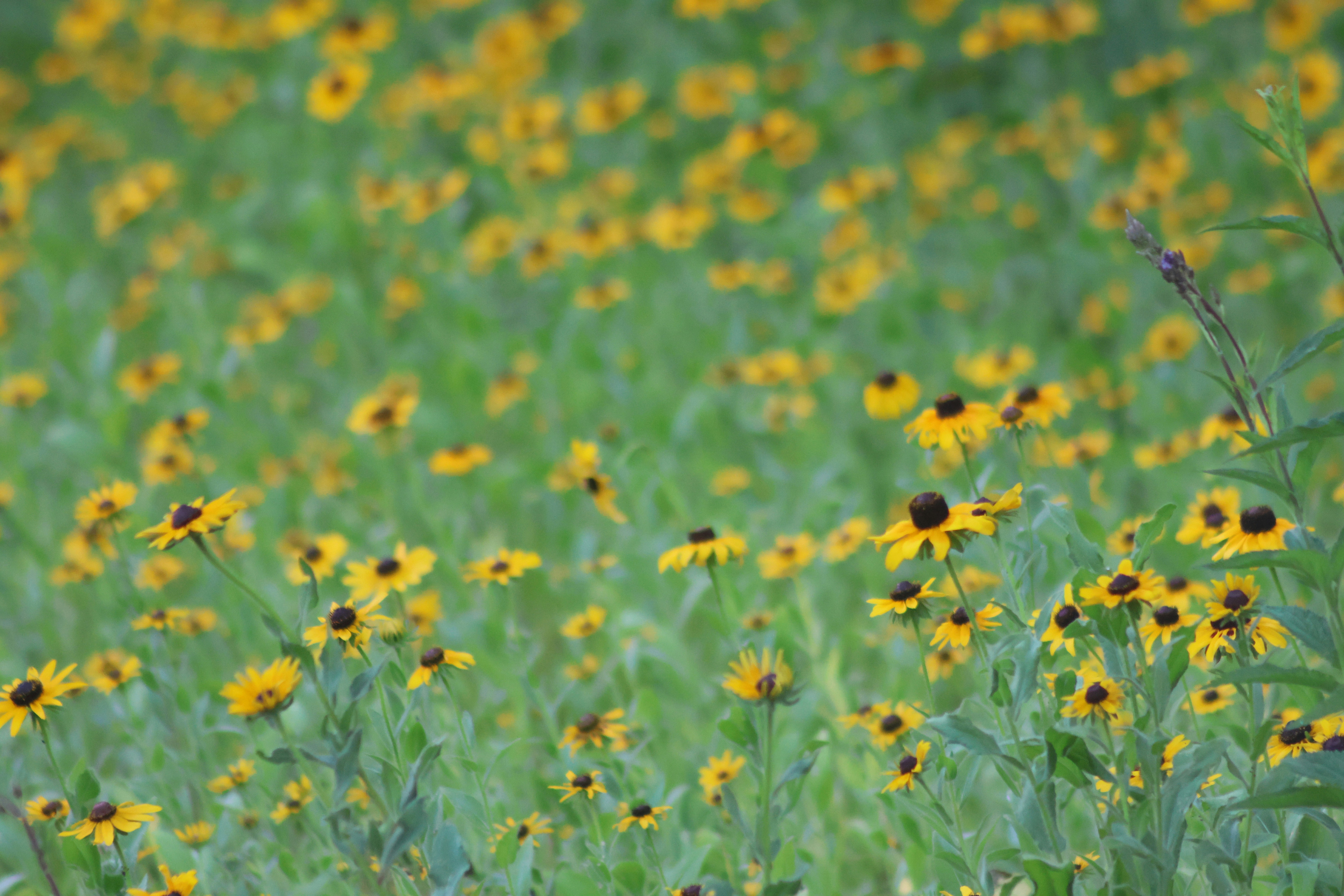 Field of Gold: A Sunny Meadow of Black-Eyed Susans