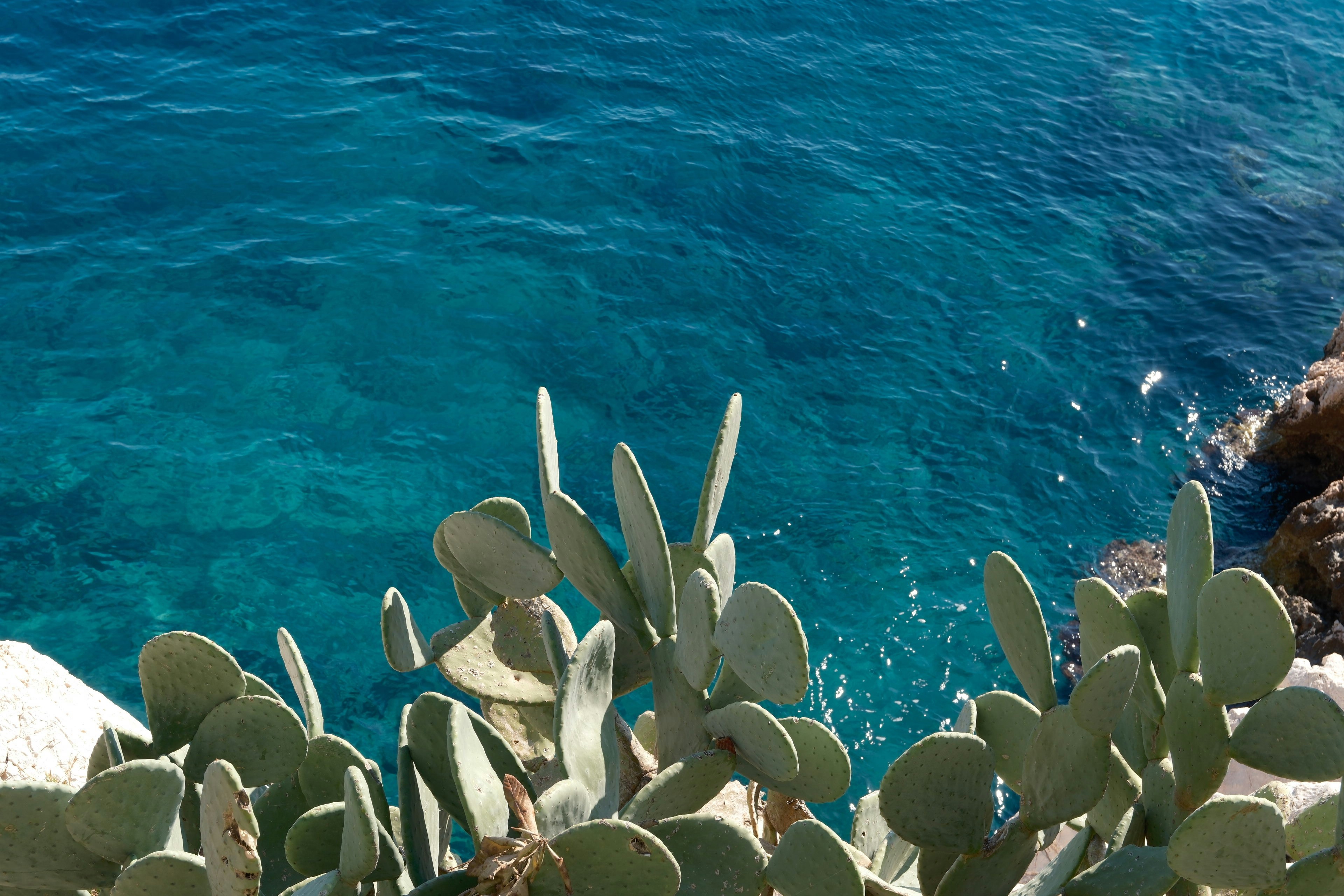 Sharp foreground of prickly pear cacti along a rocky coast with clear turquoise sea beyond.