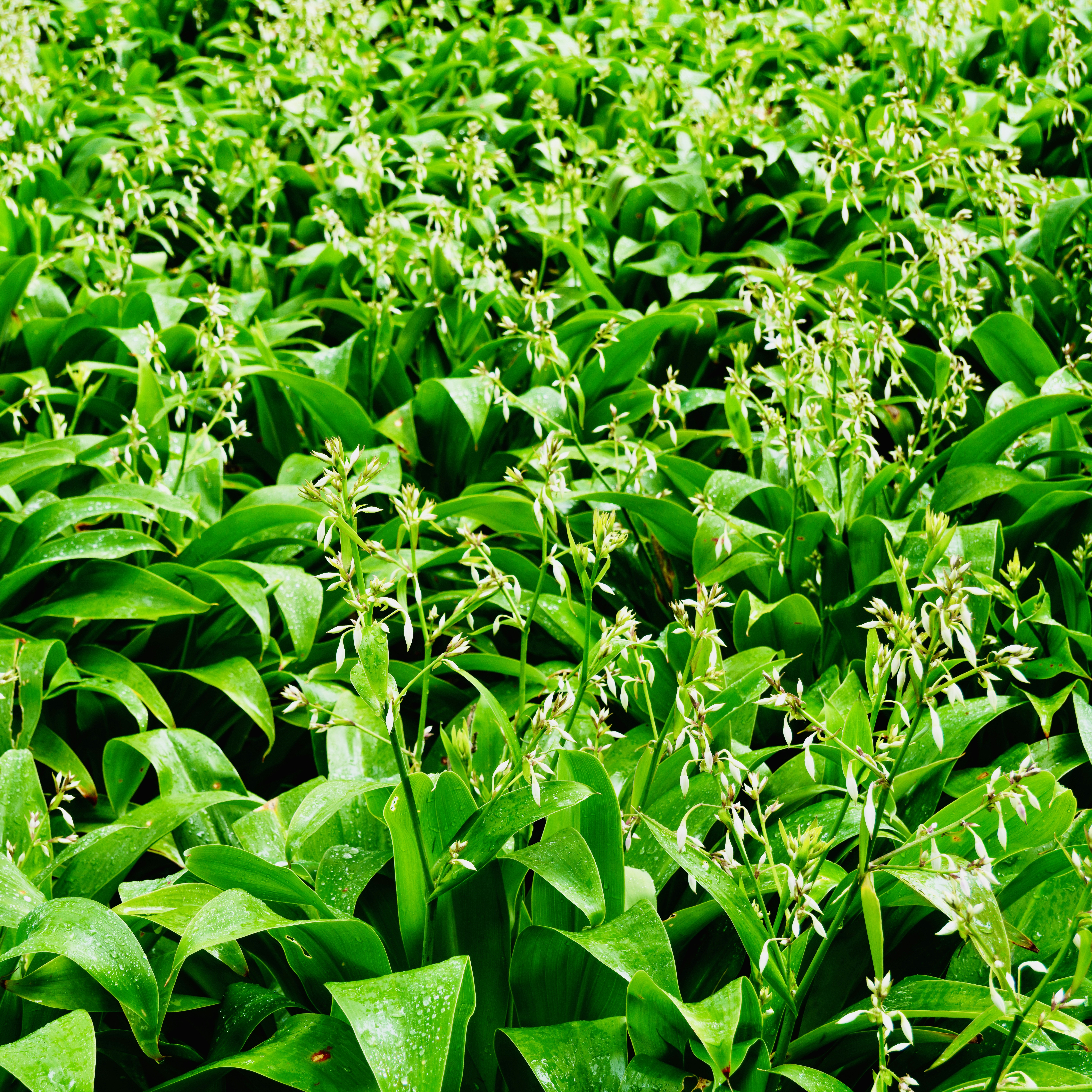 Verdant Wake: A Field of Green and Tiny White Spires