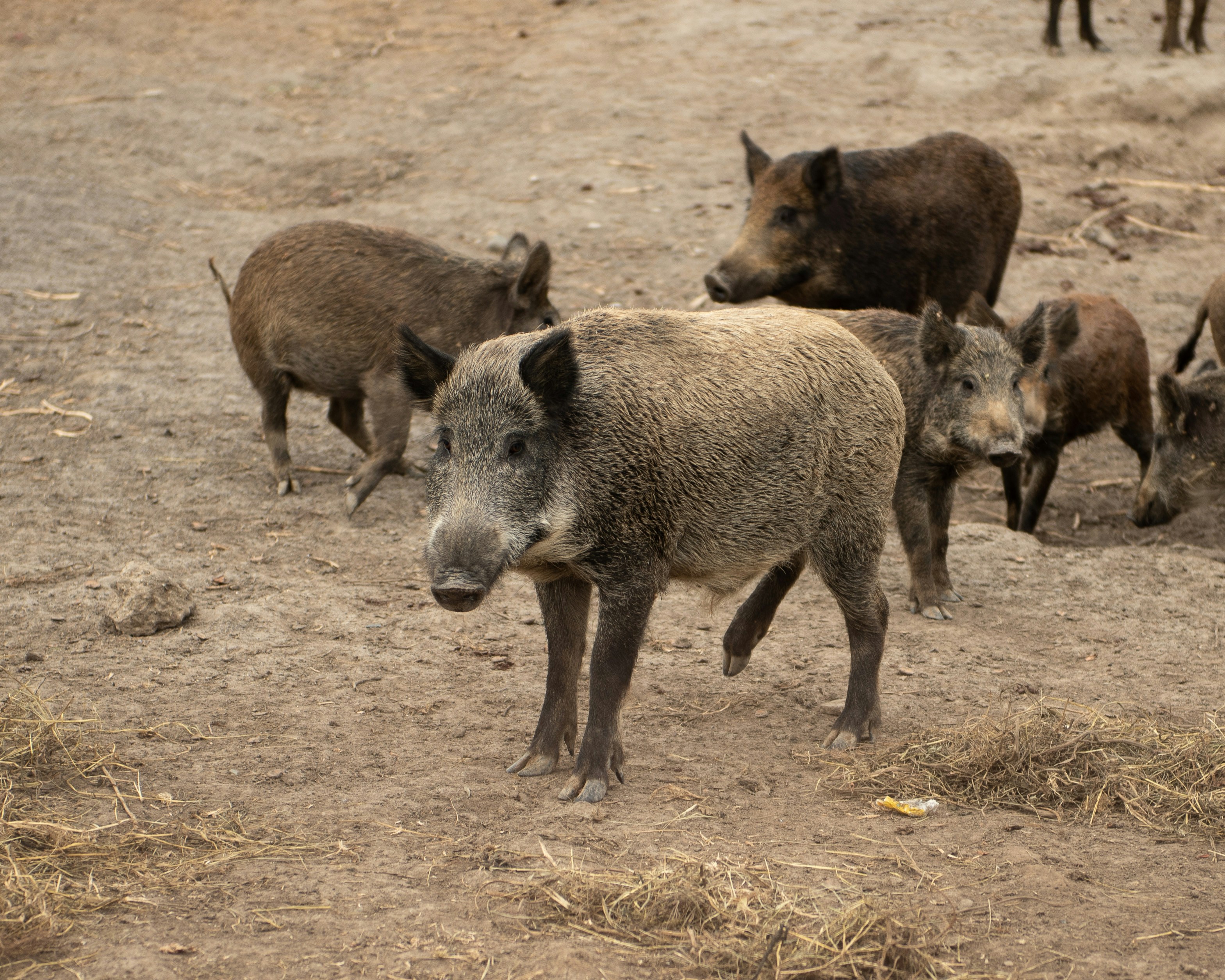 A Razor-Back Parade: Warthogs foraging in dusty light