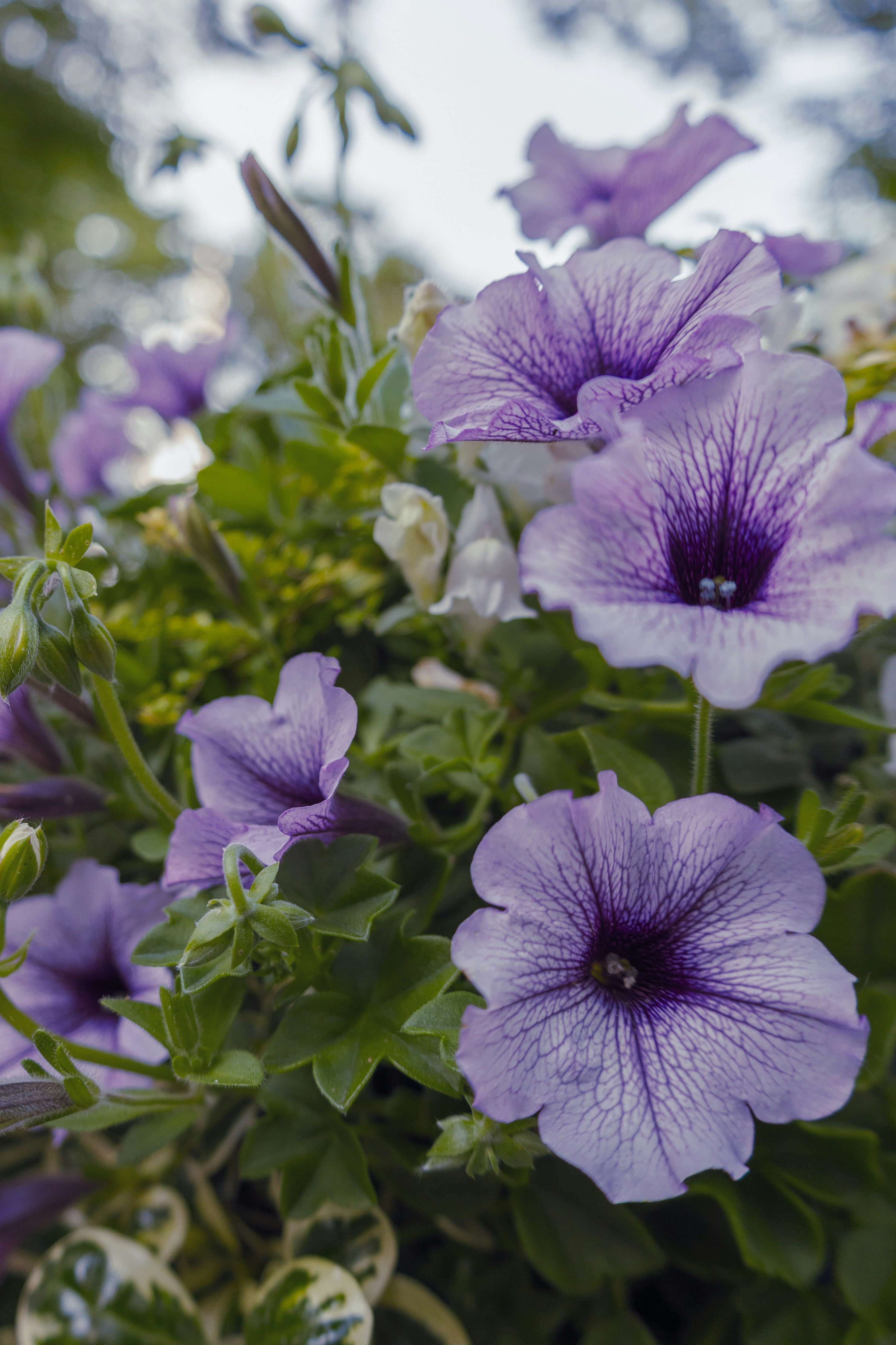 Lavender-veined Petals: Violet Petunias in Full Bloom