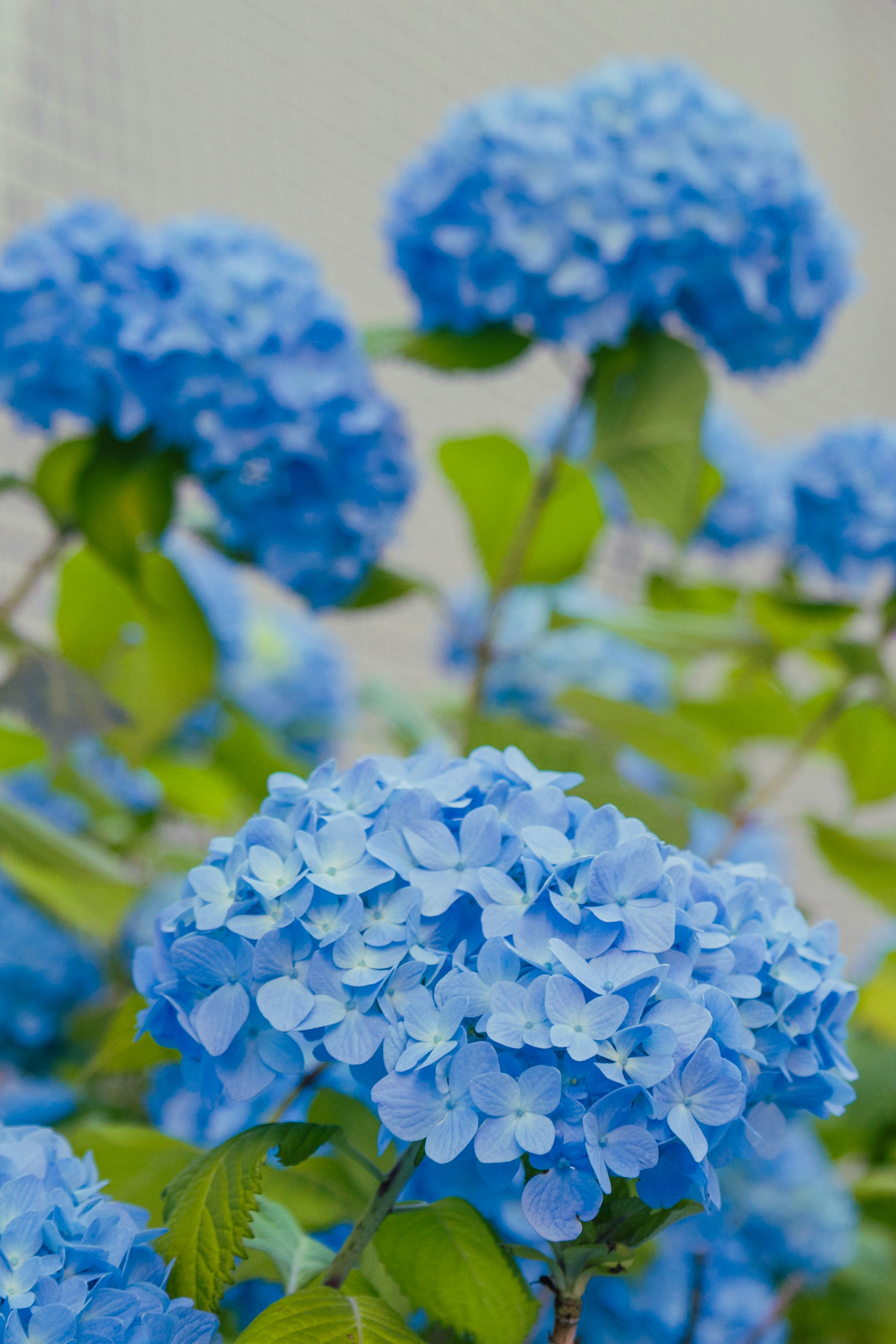 Blue Hydrangea Cluster in Soft Focus Garden