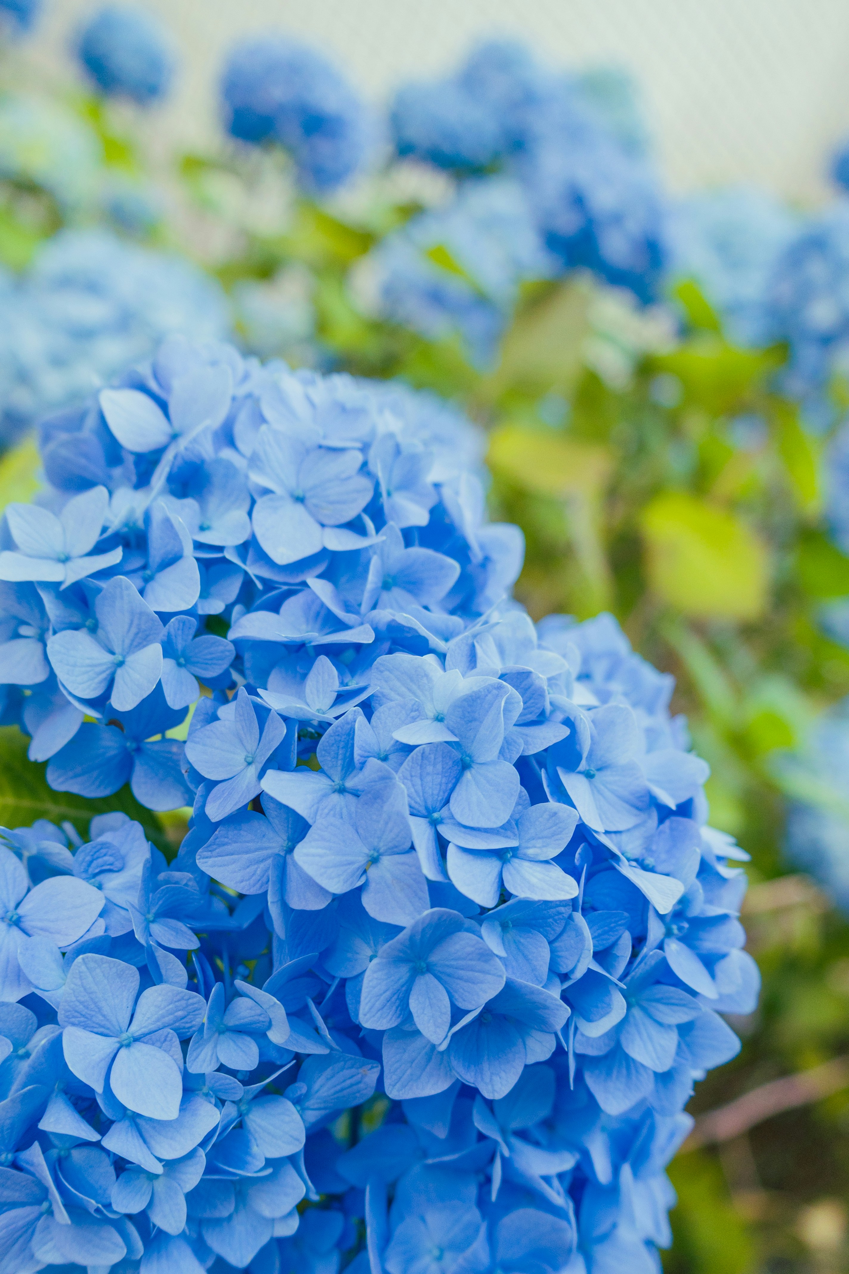 Blue Hydrangea Coral: A Burst of Petal Blues