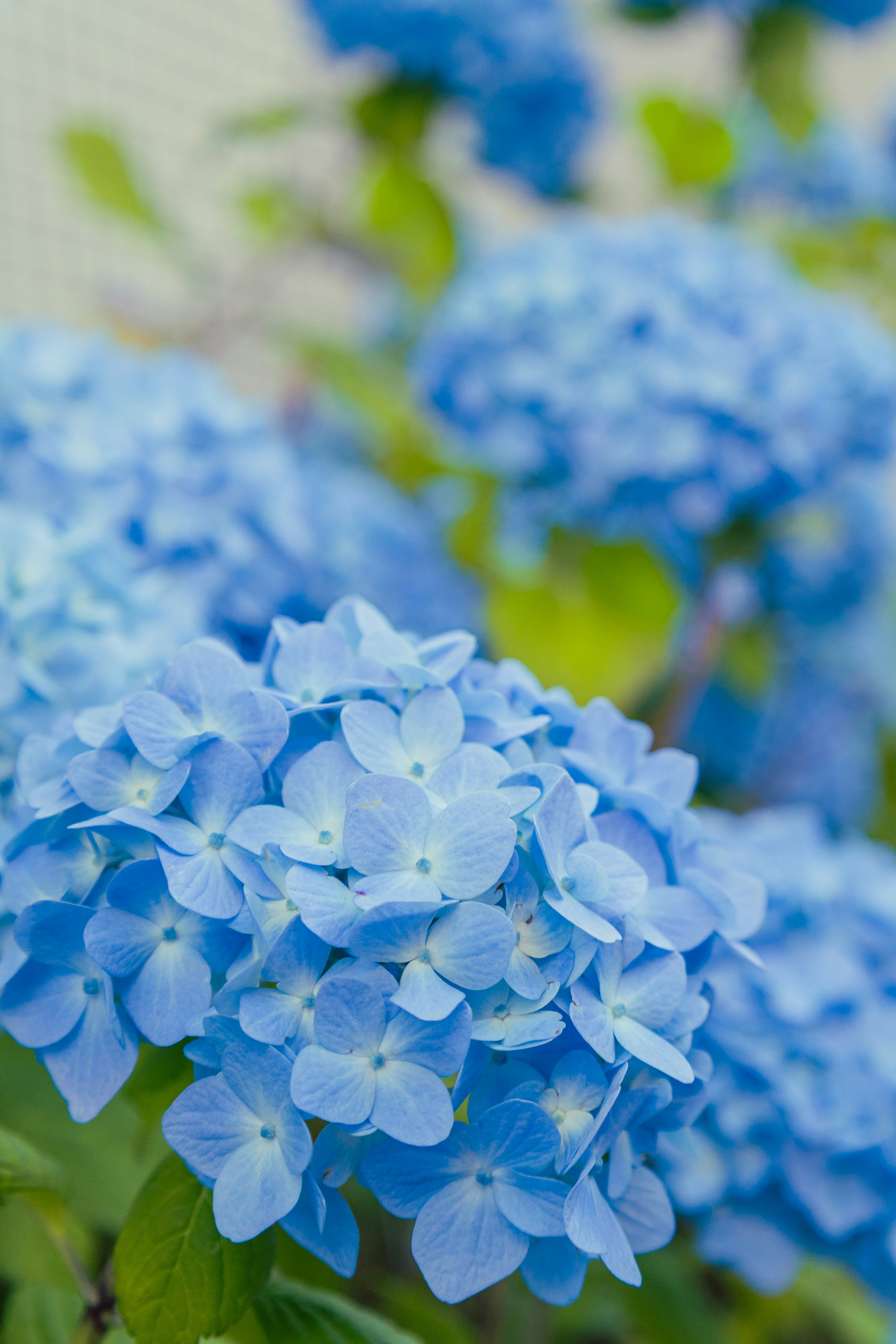 Soft Focus Hydrangea Bouquet in Spring Prismatic Light