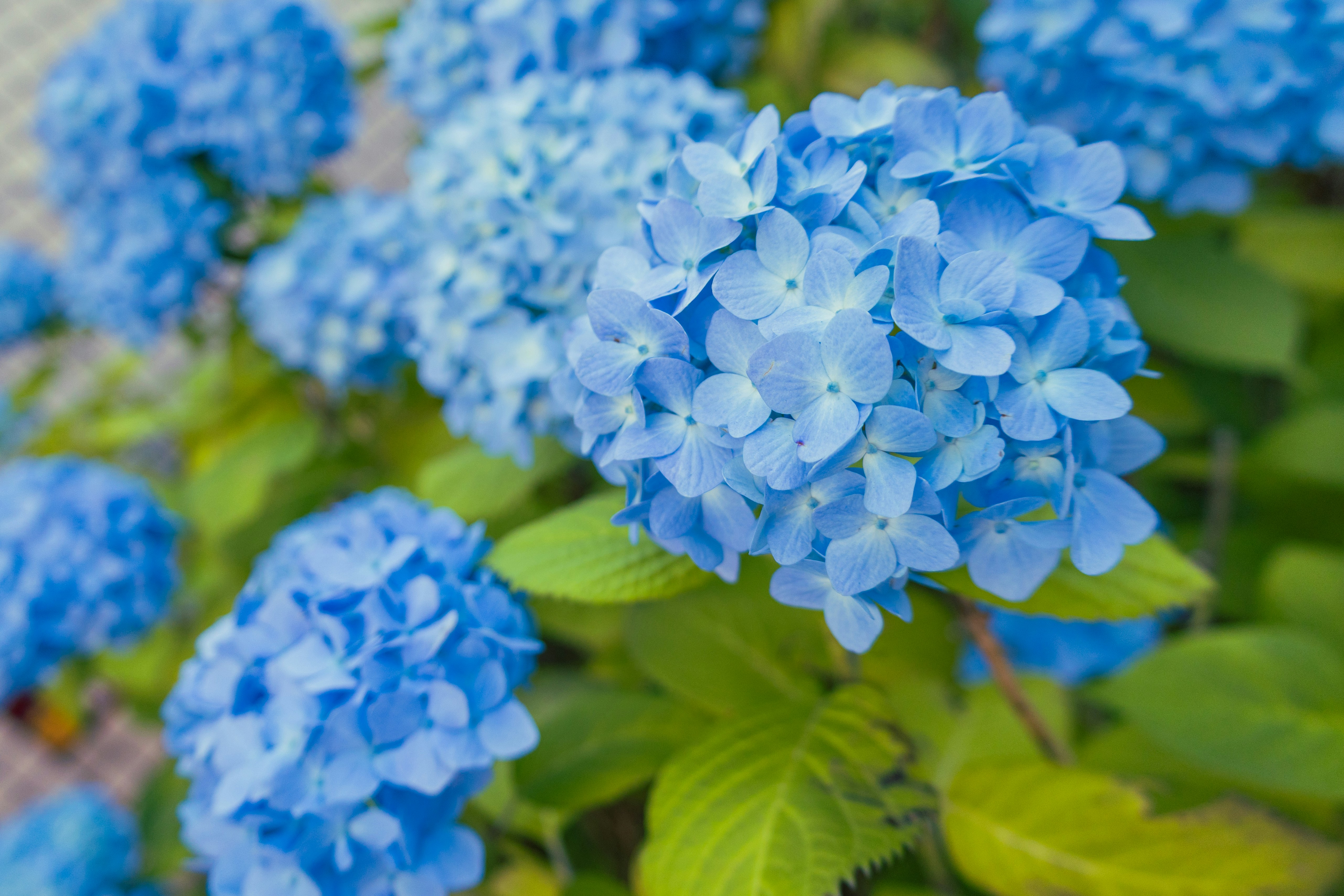Blue Hydrangea Cluster: Soft Focus, Lush Greens
