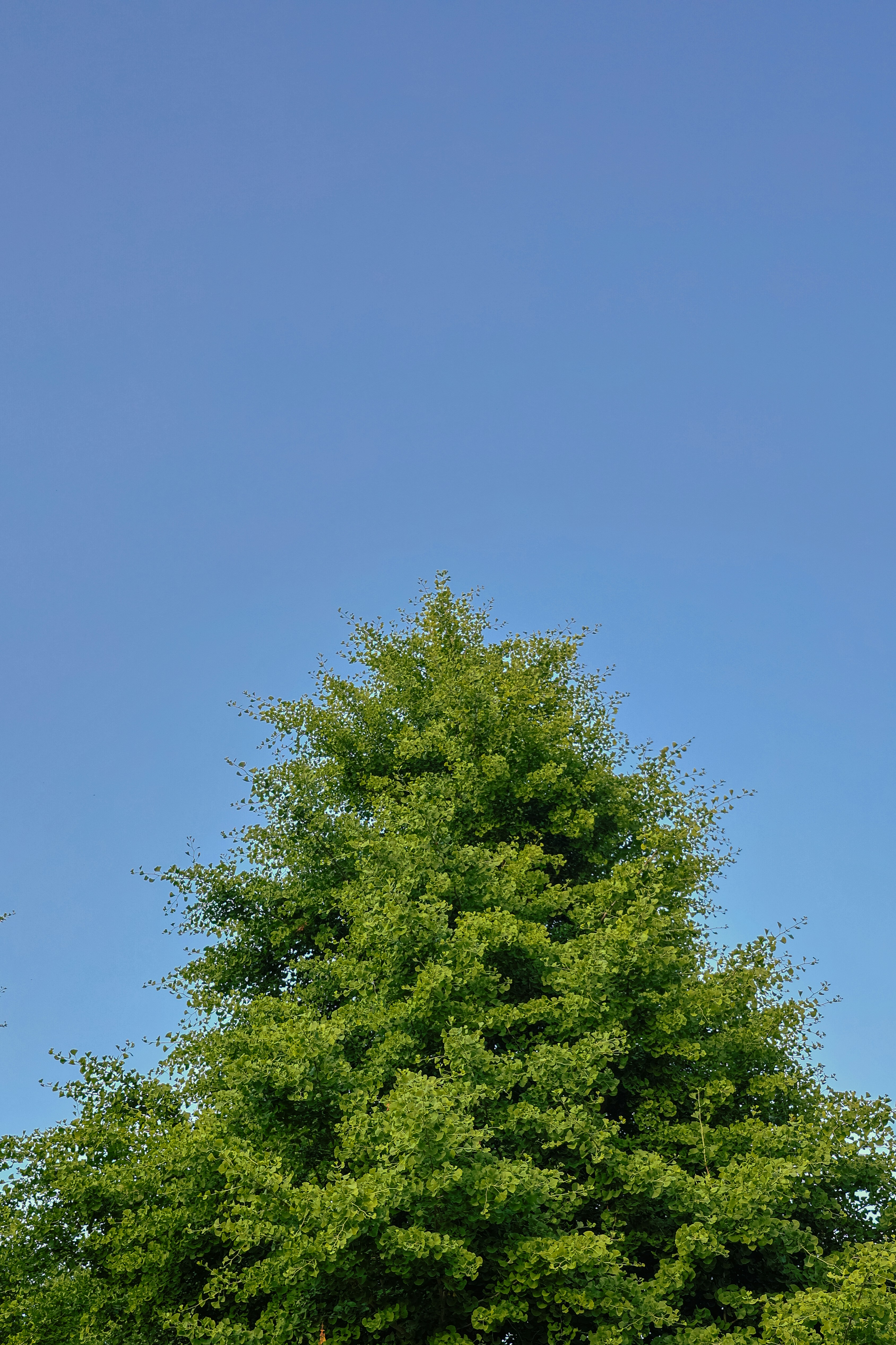 Lone Green Umbrella on a Clear Day
