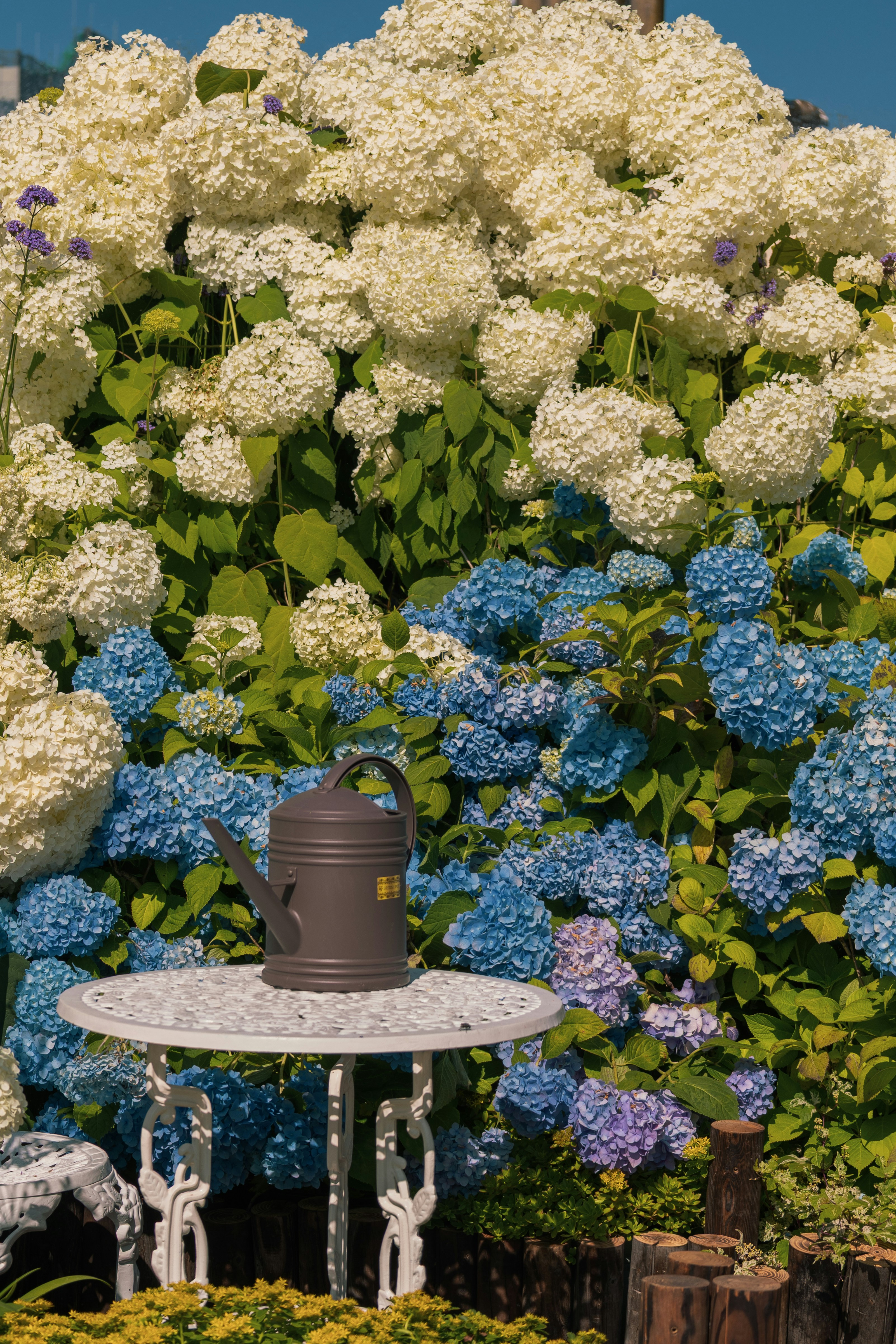 Hydrangea Terrace: A Quiet Still Life with a Watering Can