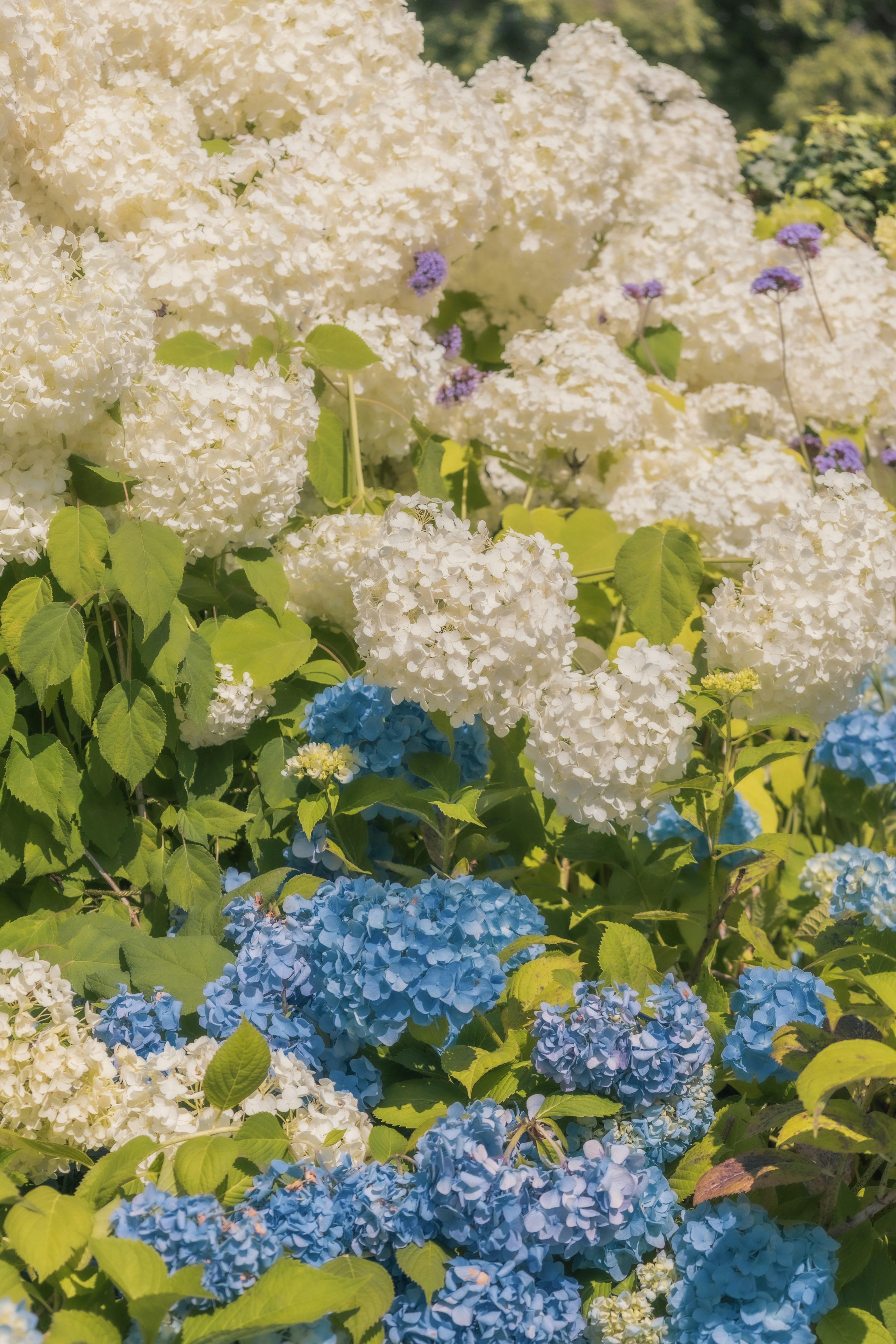 Blooming Hydrangea Drift: White Clouds Above and Blue Cast Under Sunlight