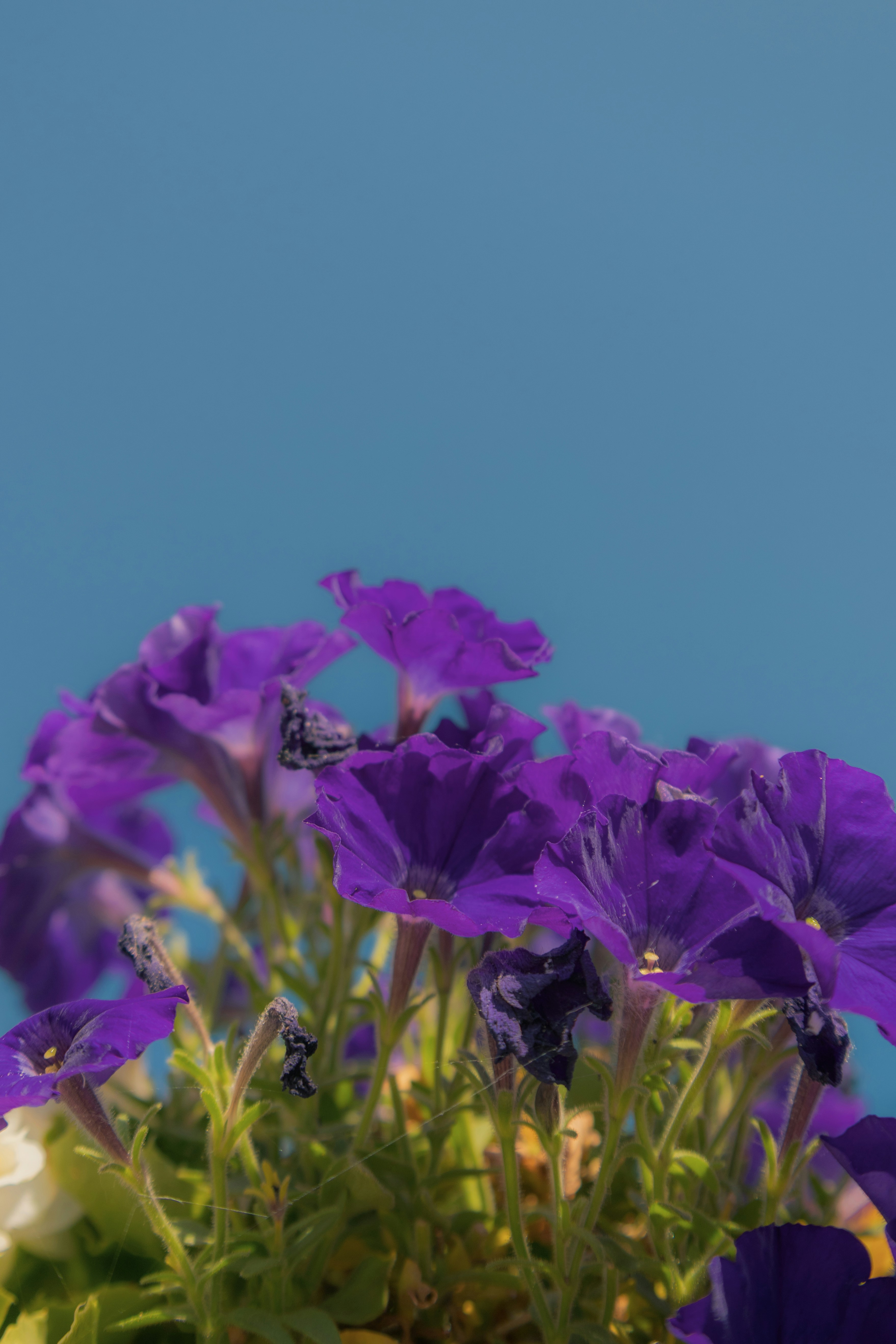 Purple Petal Spotlight Against Cerulean Sky