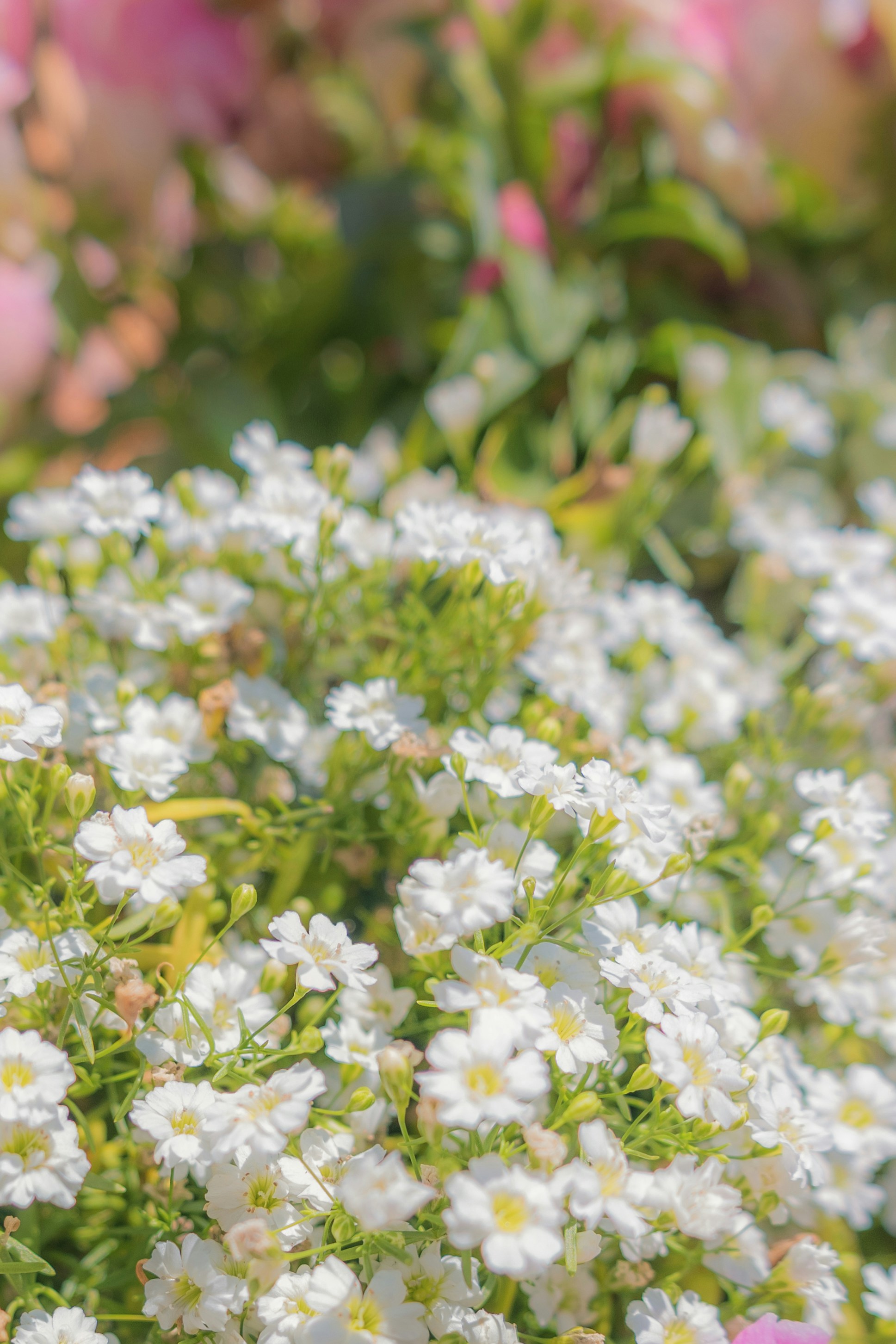 Close-up of a lush bed of white flowers with hints of pink and green foliage, bathed in gentle, diffuse light. A soft-focus background creates a dreamy garden scene.