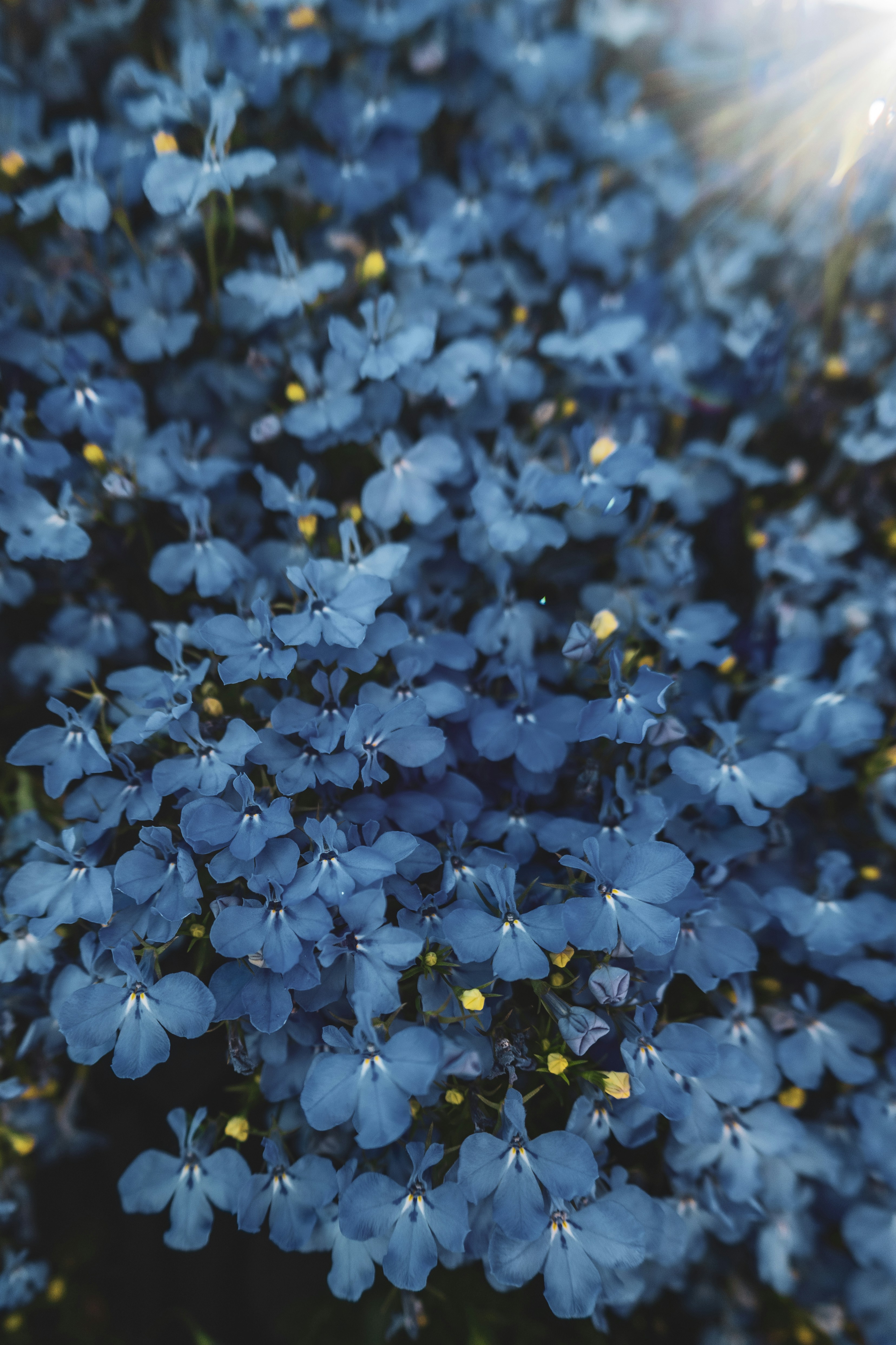 Under the Blue Canopy: a Sea of Tiny Petals