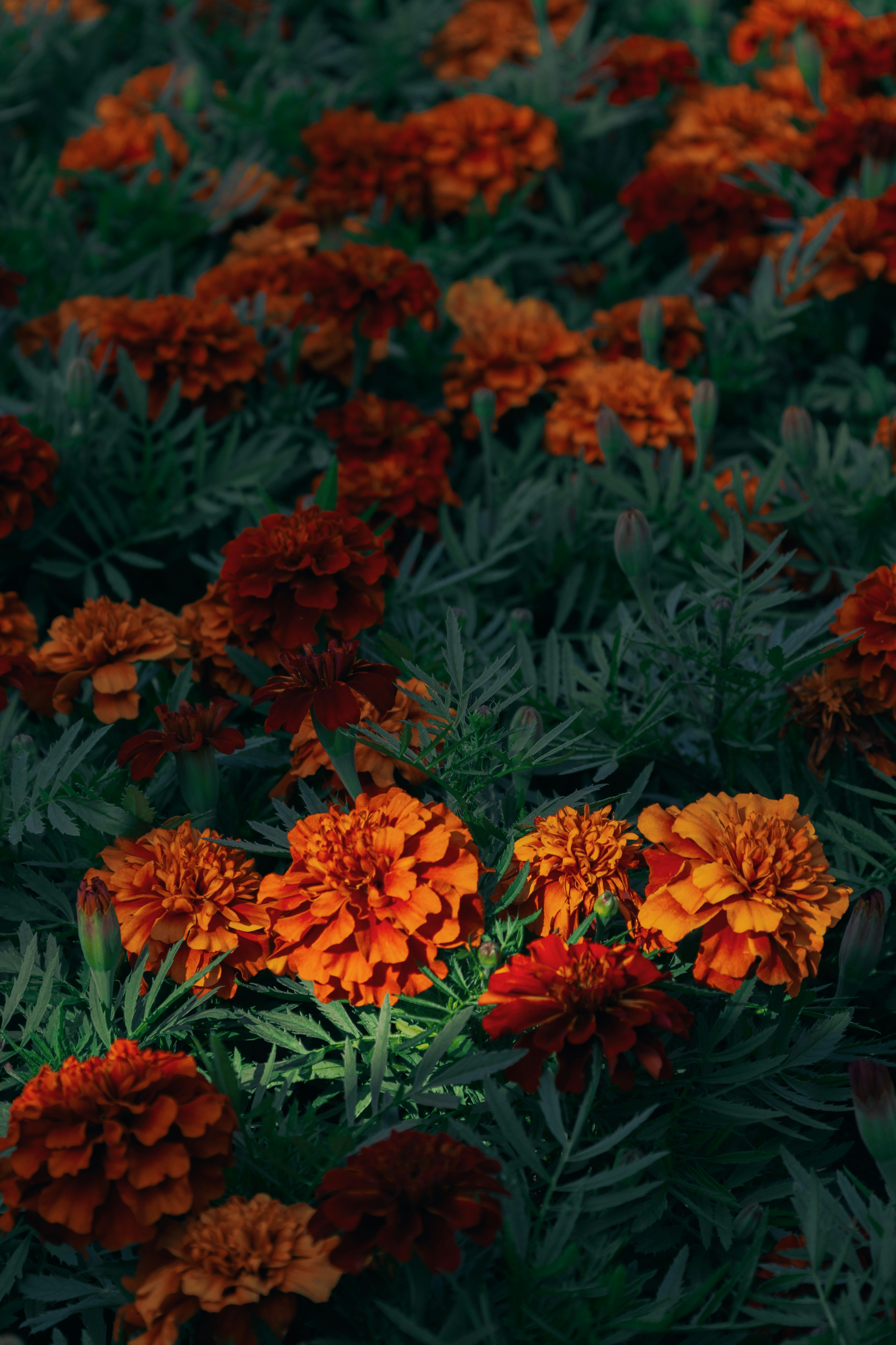 Ember Bloom: A Bed of Copper Marigolds in Twilight