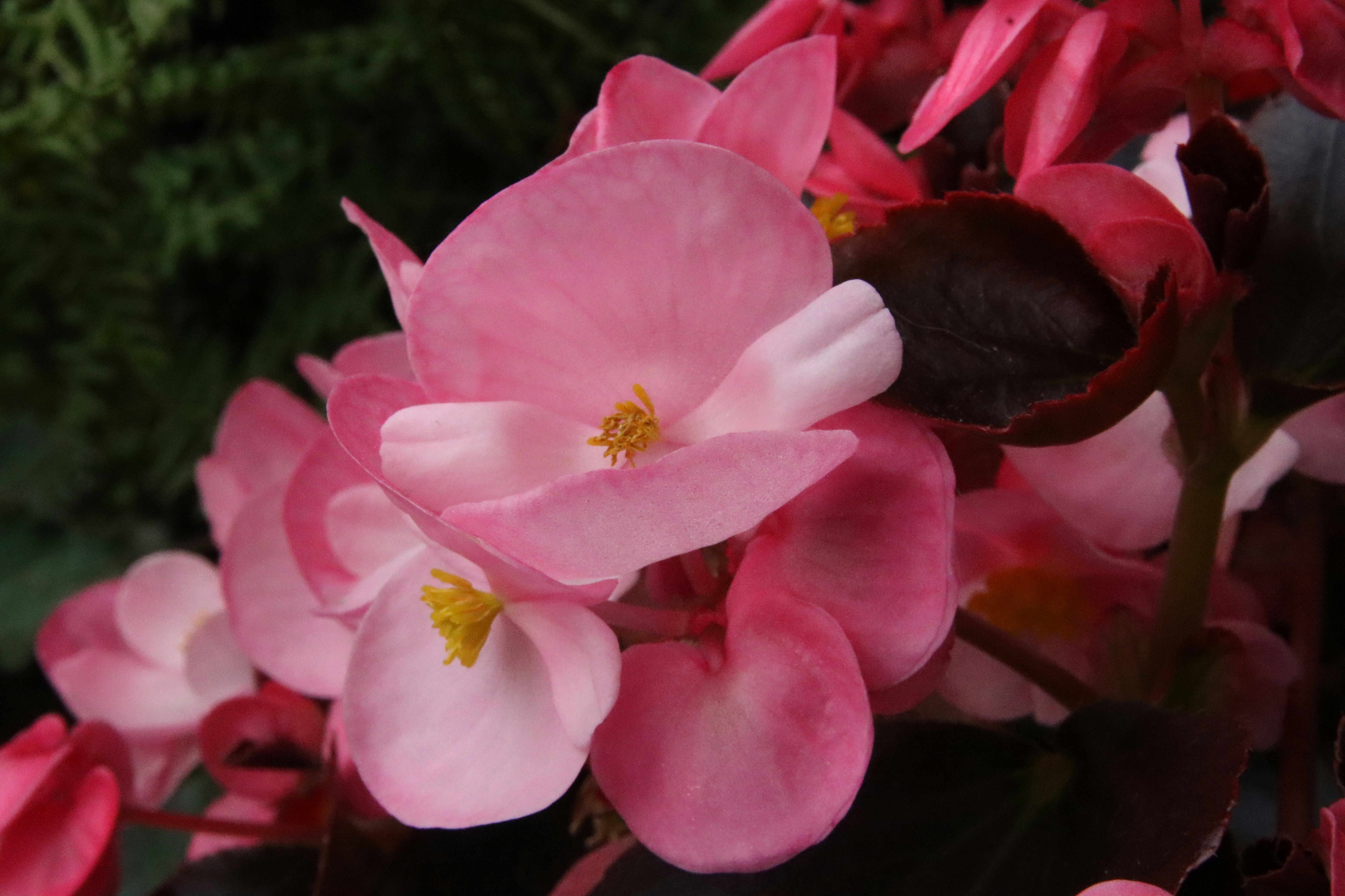 Close-up of pink blossoms with soft petals and yellow centers, filling the frame with lush floral detail and a hint of dark foliage in the background.