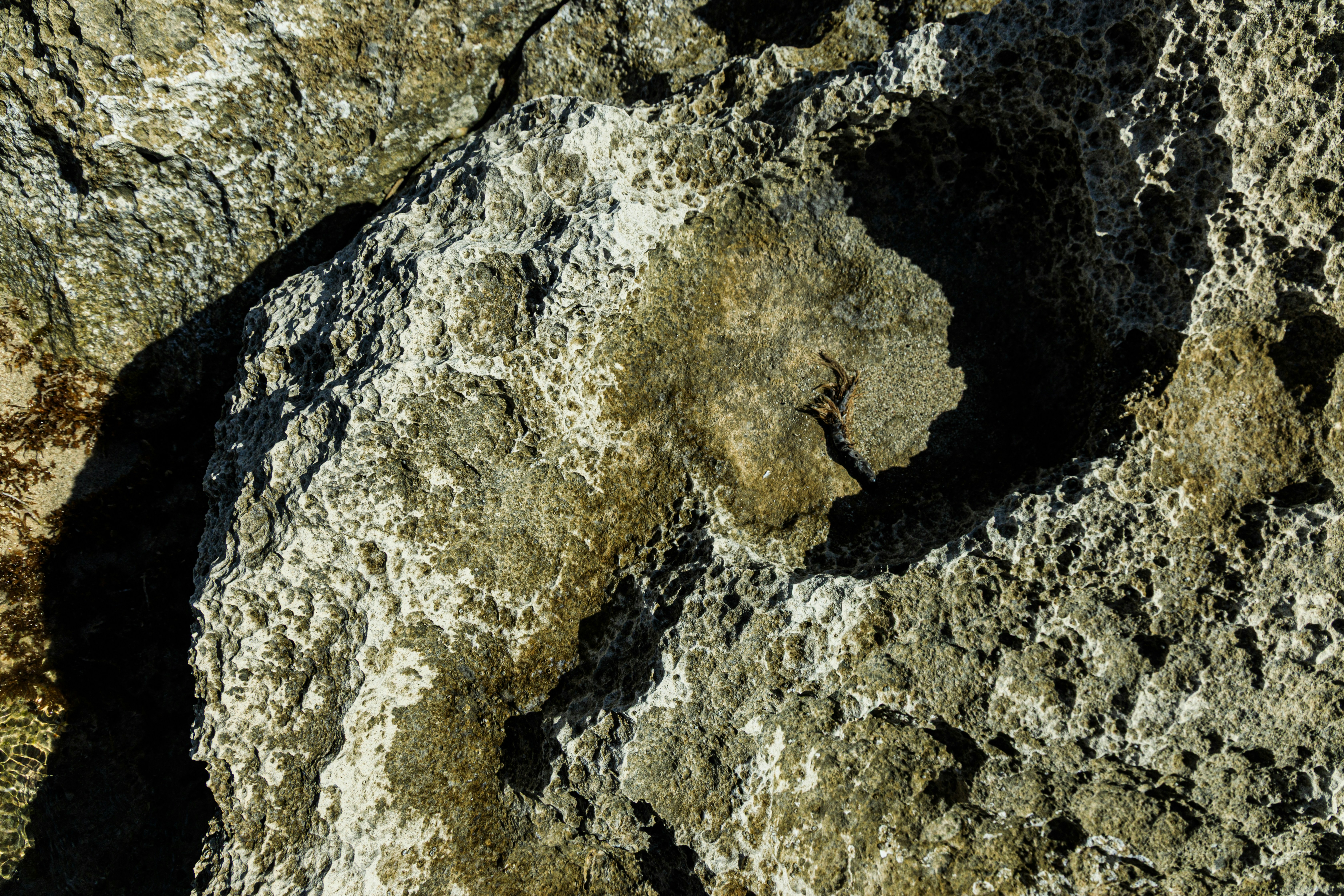 Crack of Life in Weathered Stone