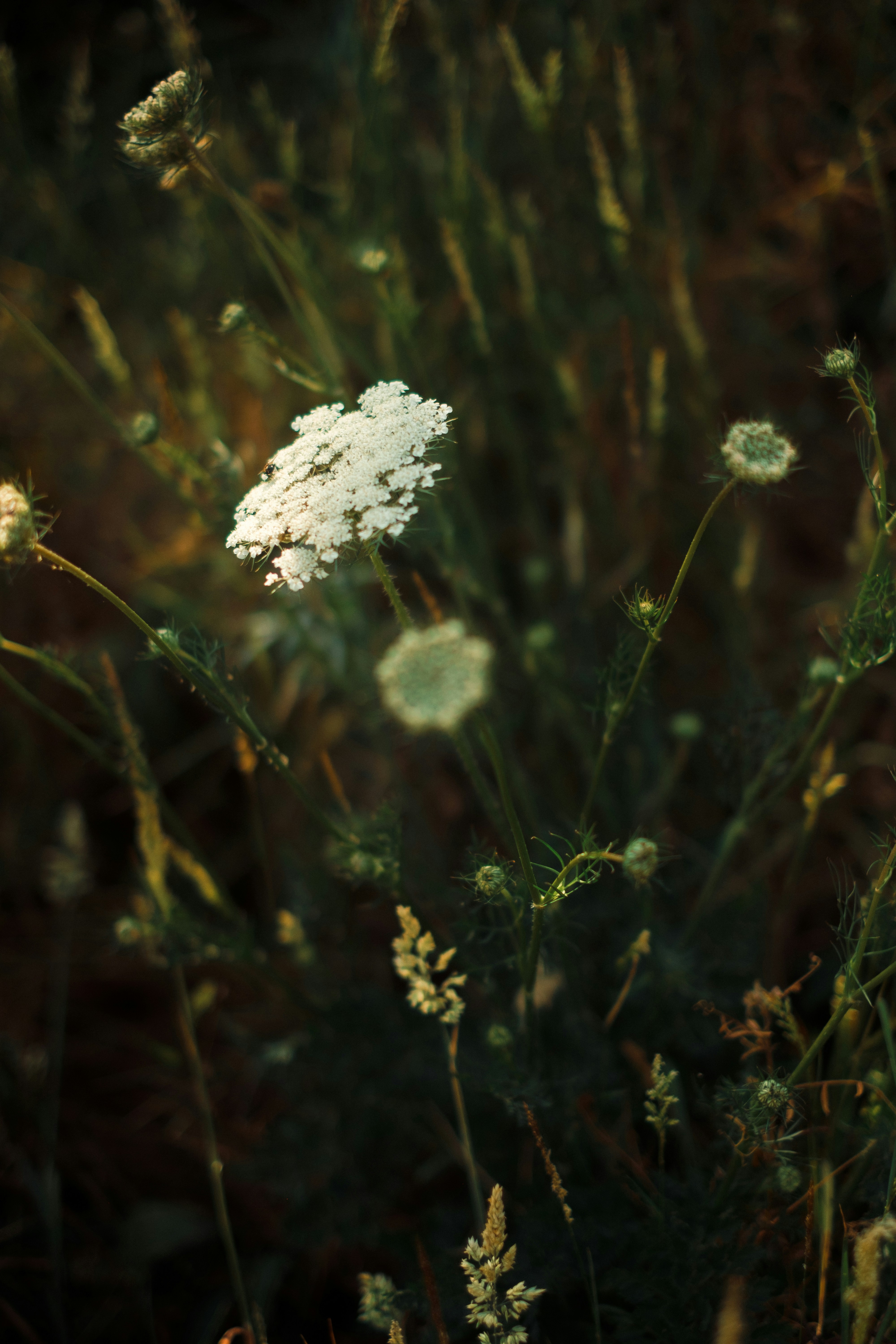 Whispering Umbels: A single white bloom in a field of dim green