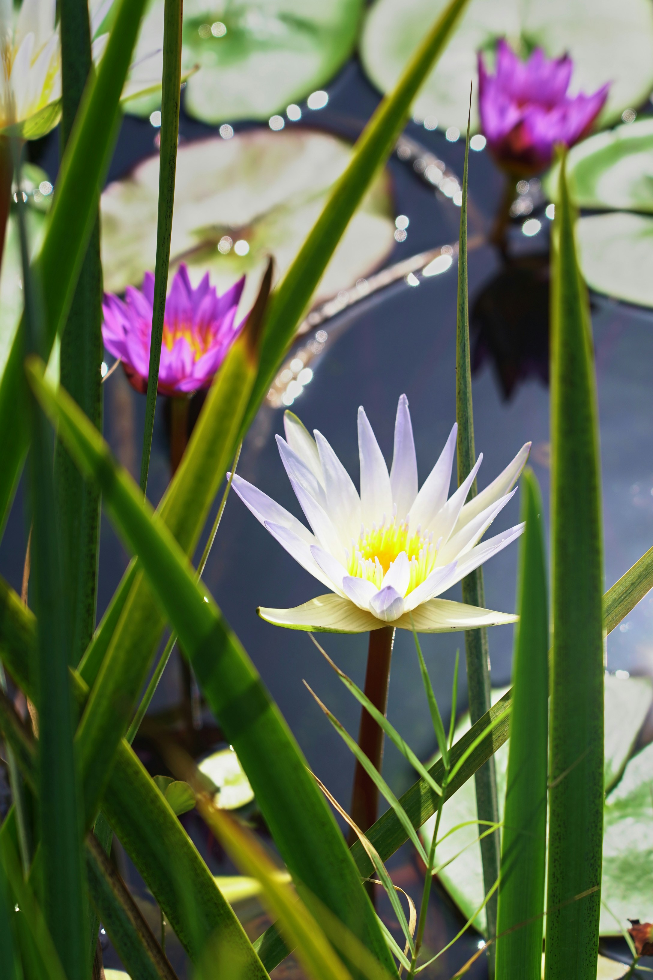 White lotus in a sunlit pond, framed by green reeds and lilac blooms