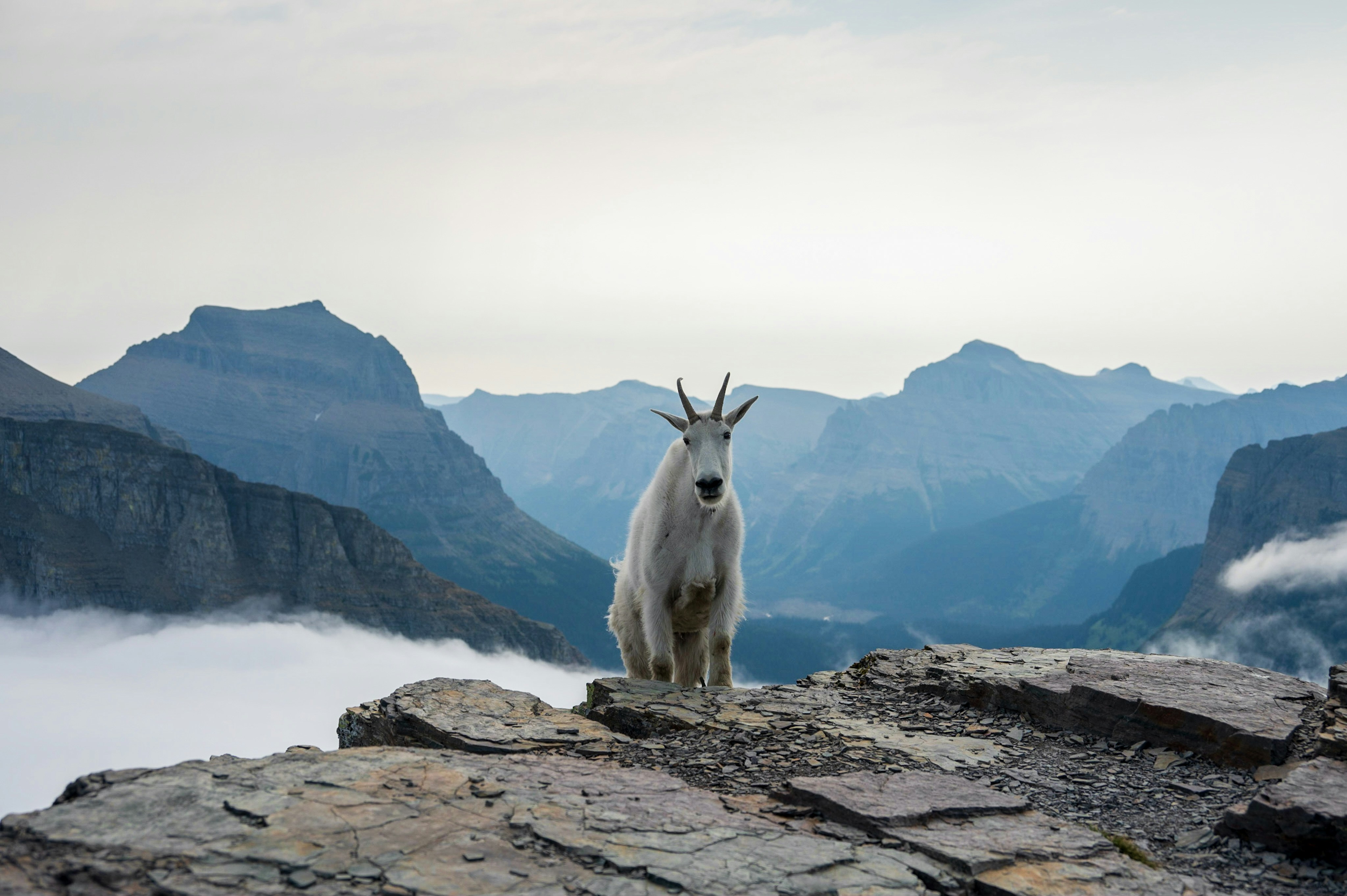Alpine Sentinel: White Goat Stands at the Edge of the World