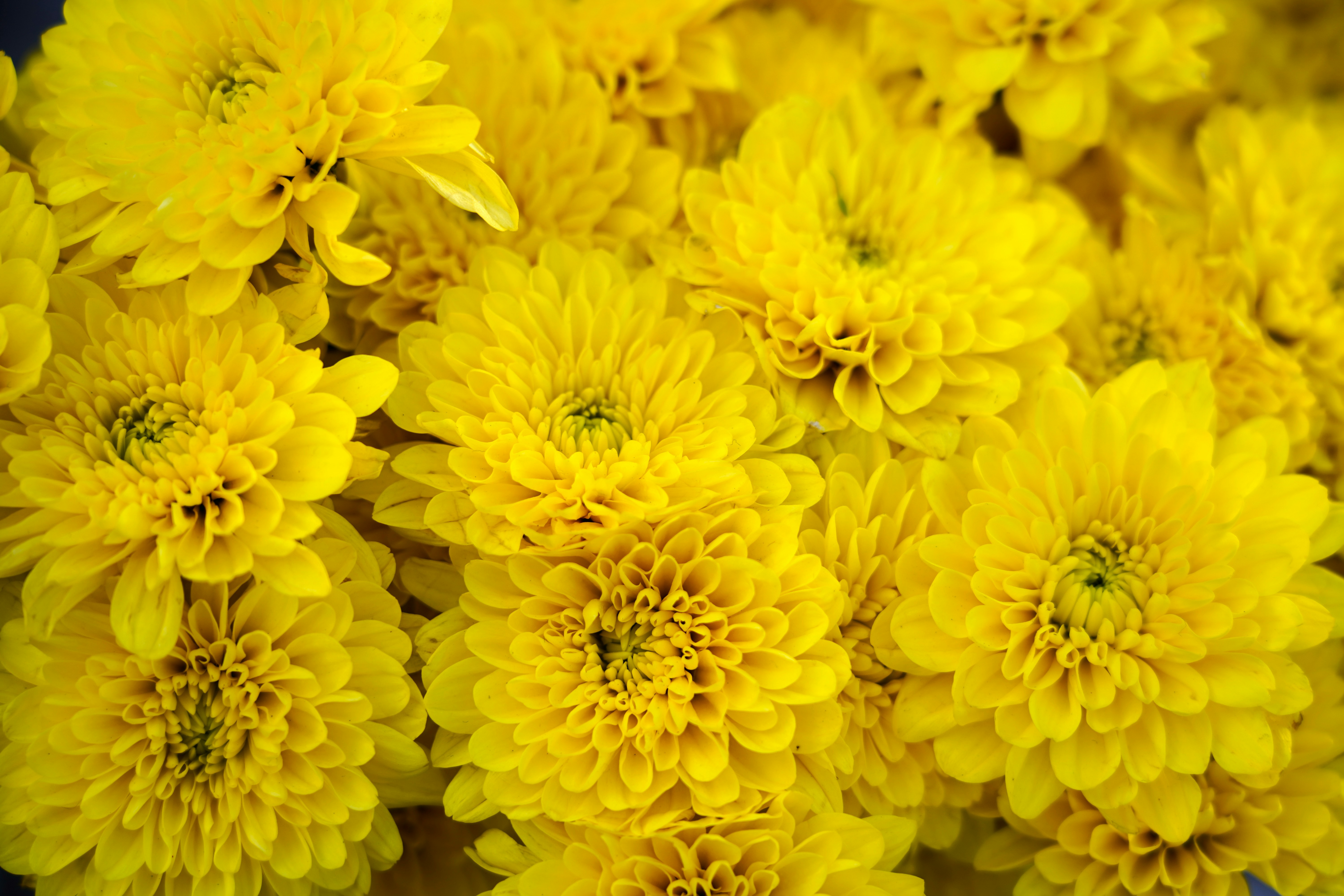 Luminescent Chrysanthemums: a field of sunlit gold