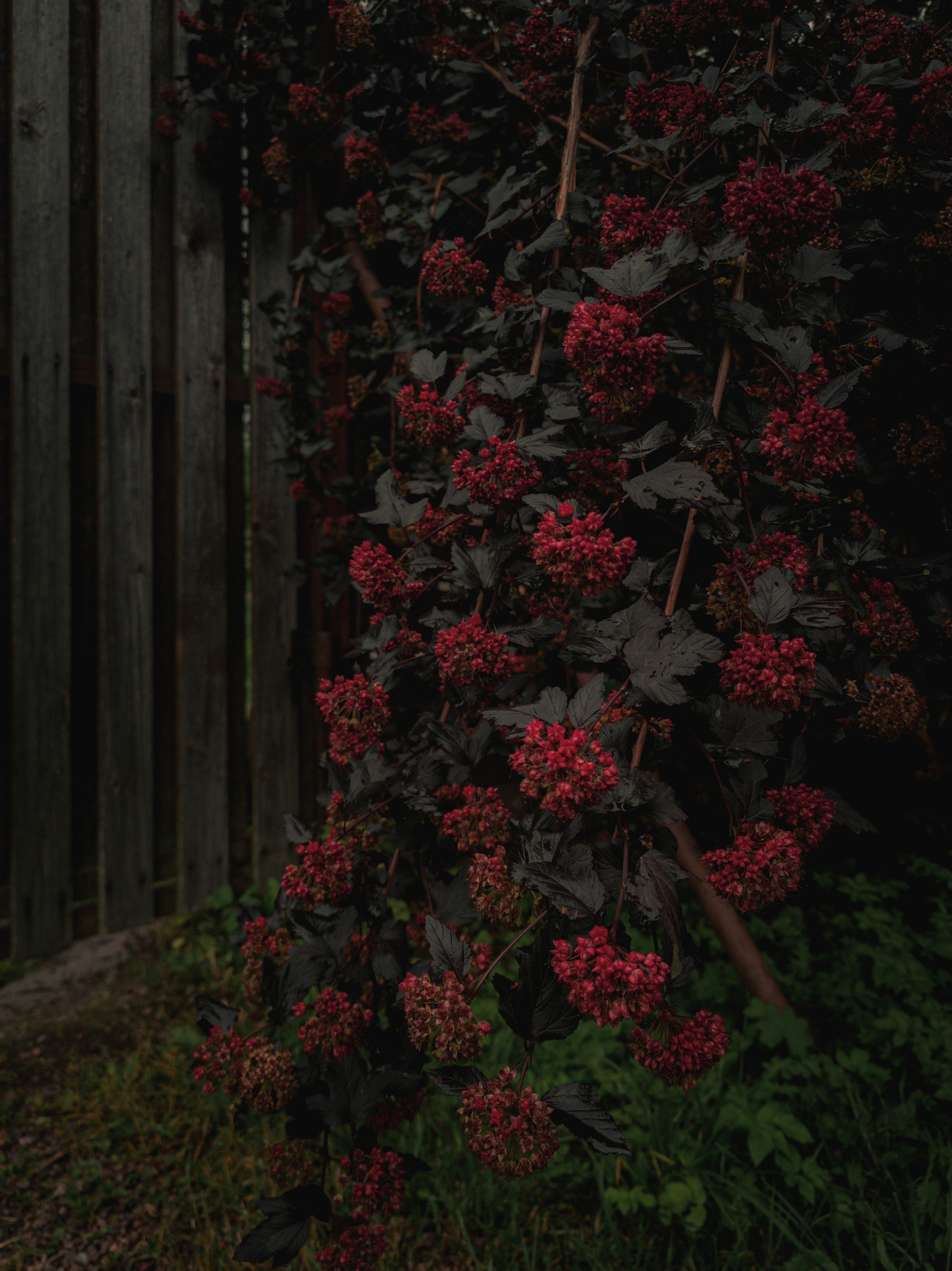 Crimson Clustered Vines in Dim Evening Light