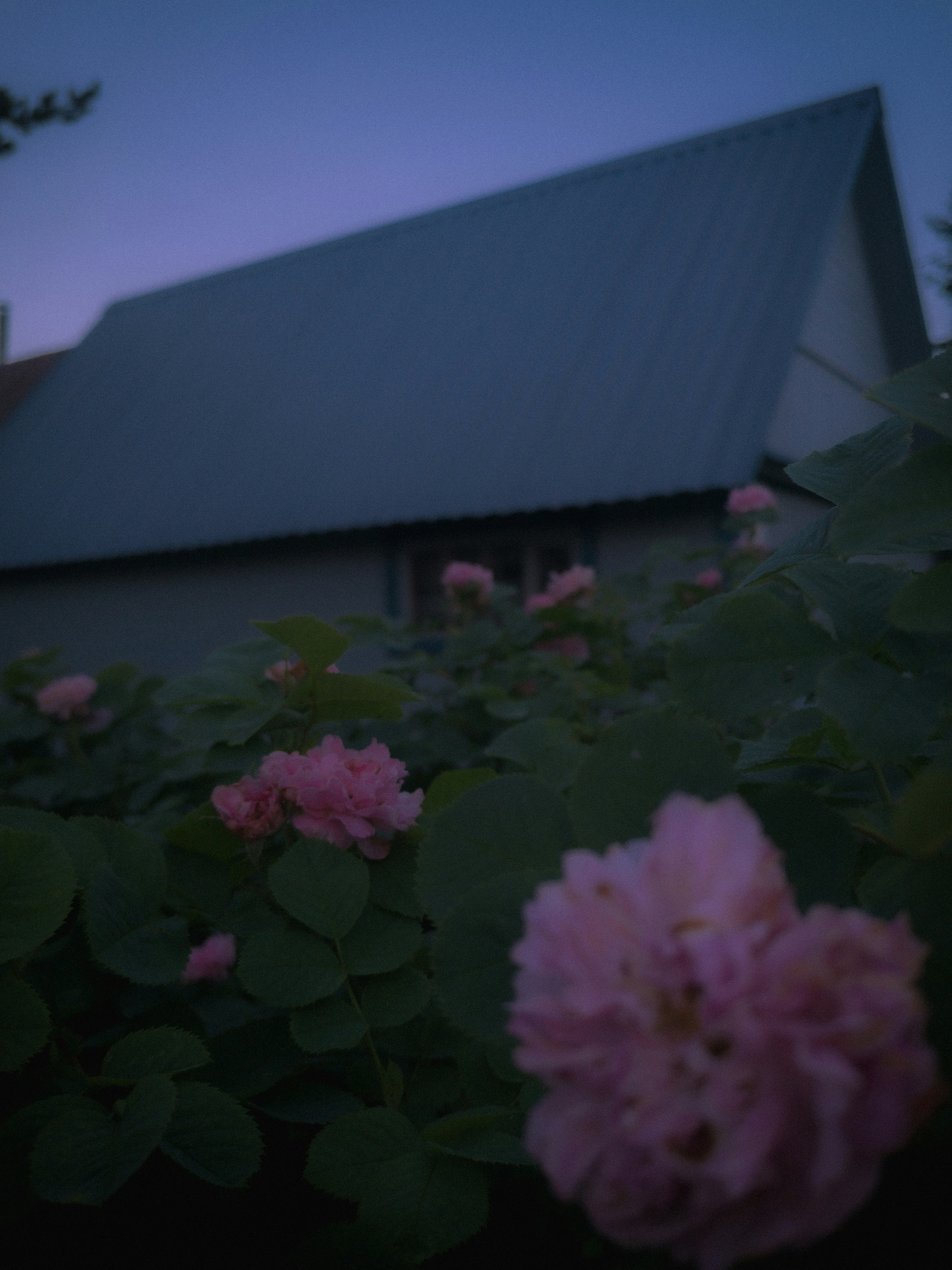 Evening Roses Beside a Quiet Roof