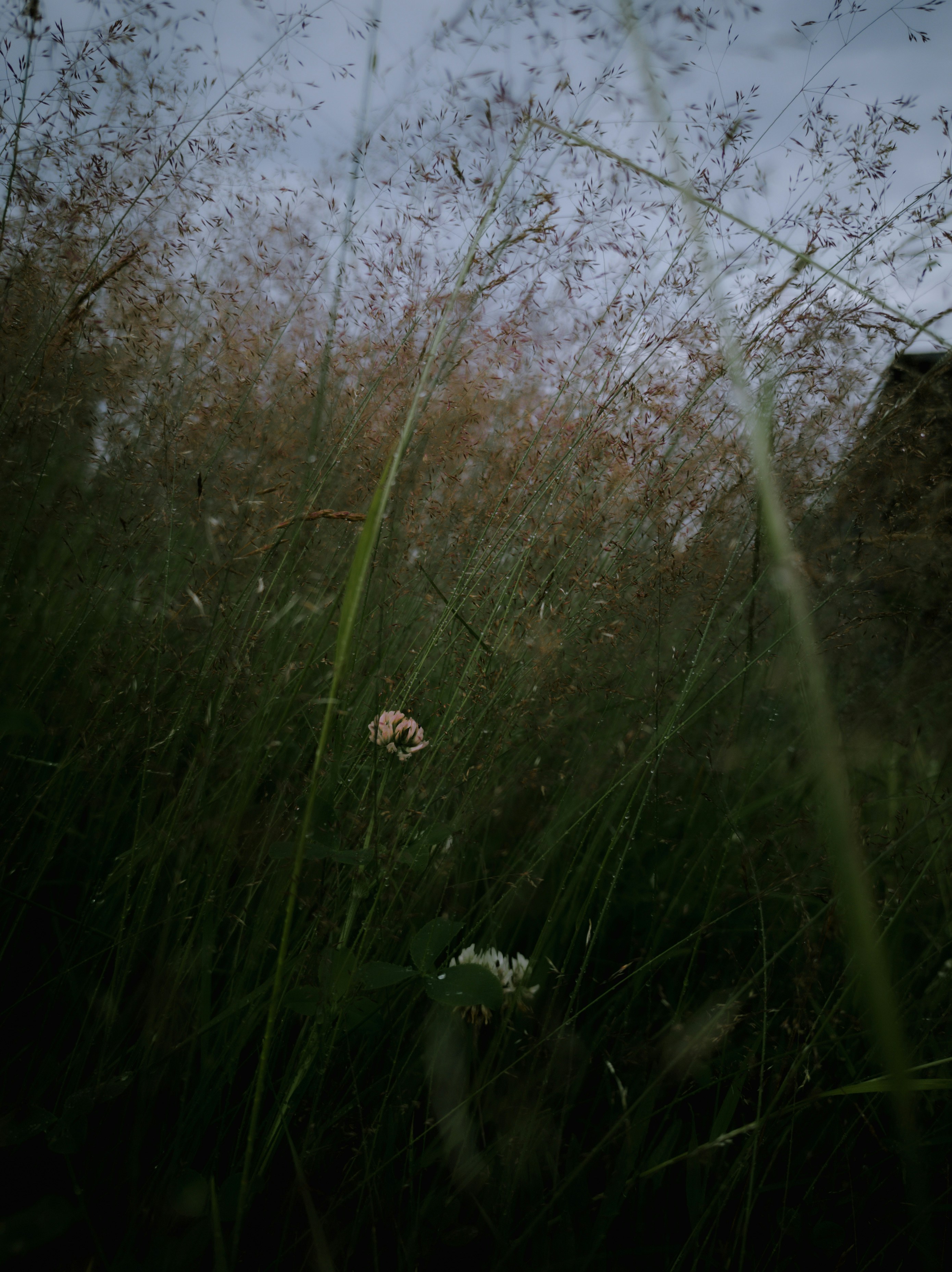 Tall wild grasses with a soft vignette and a small white flower in the foreground, creating a moody, immersive meadow scene.