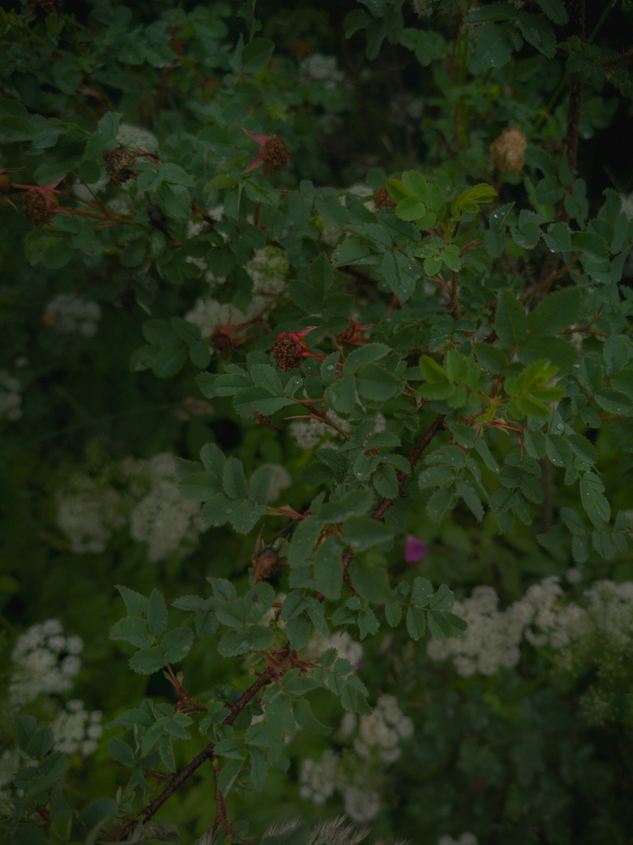 Hidden Bloom Amid Greenery: A Quiet Thicket